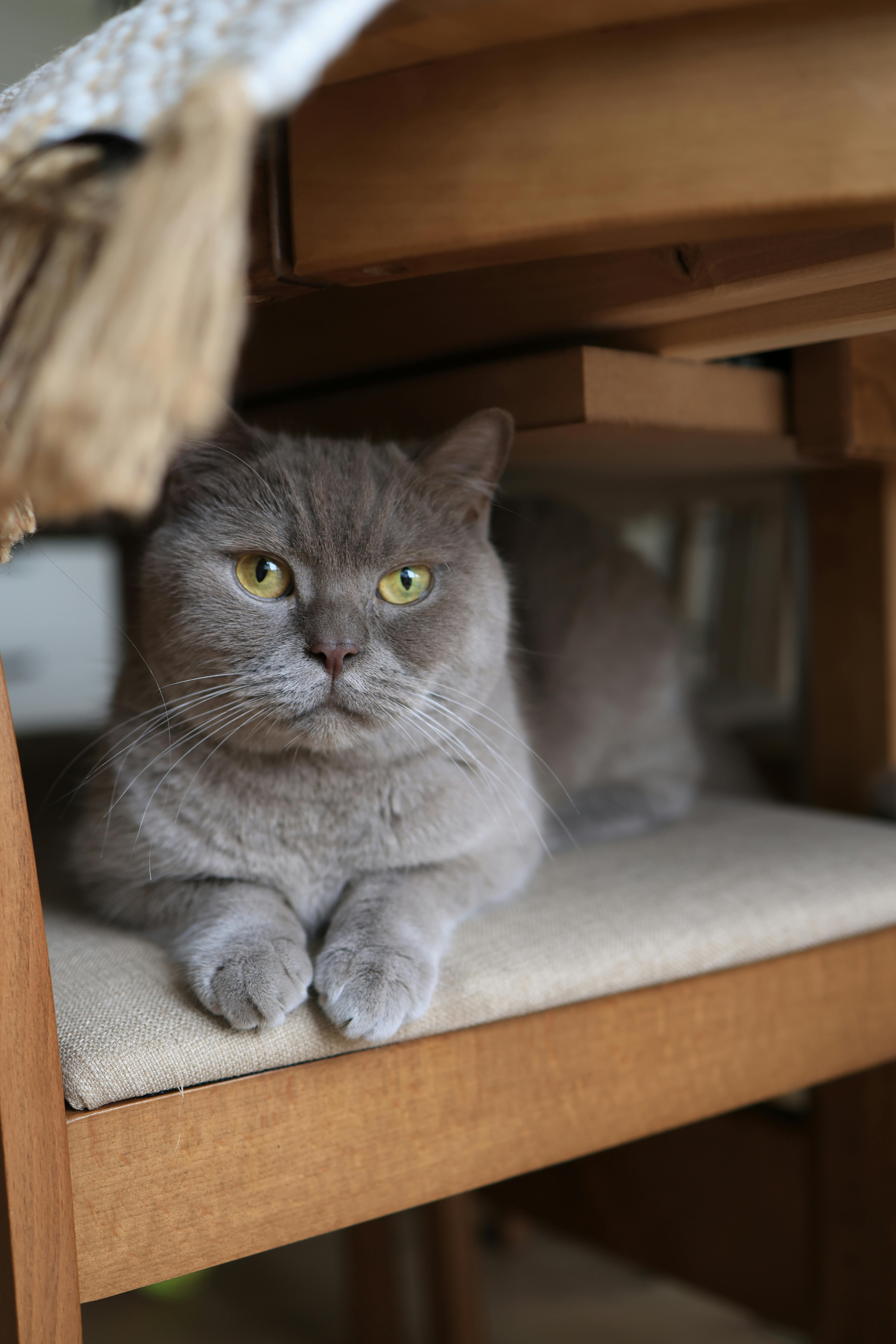 A Cat under the Table · Free Stock Photo