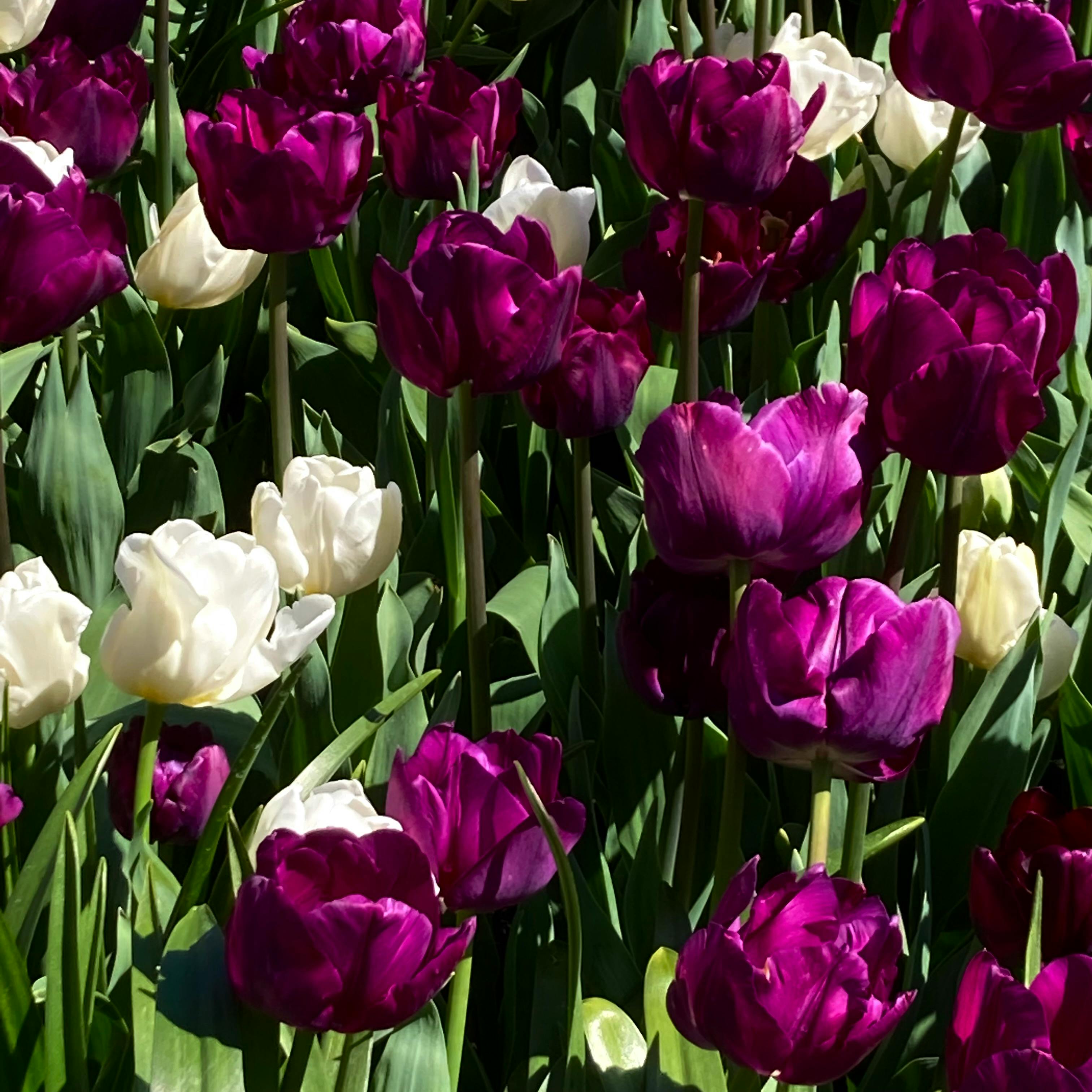 Nonik Yench - Fotografía