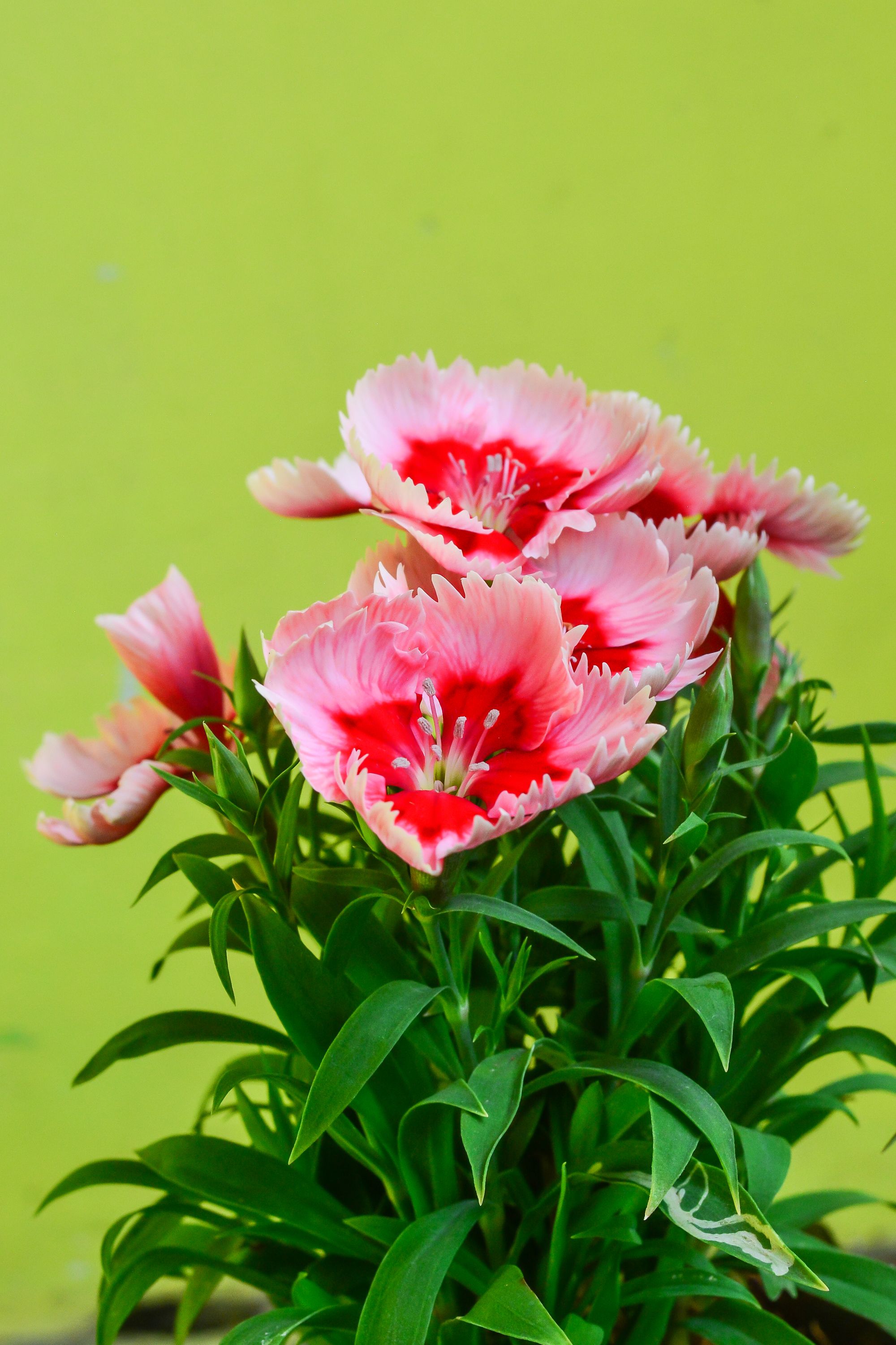 Pink Flowers with Light Reflection · Free Stock Photo