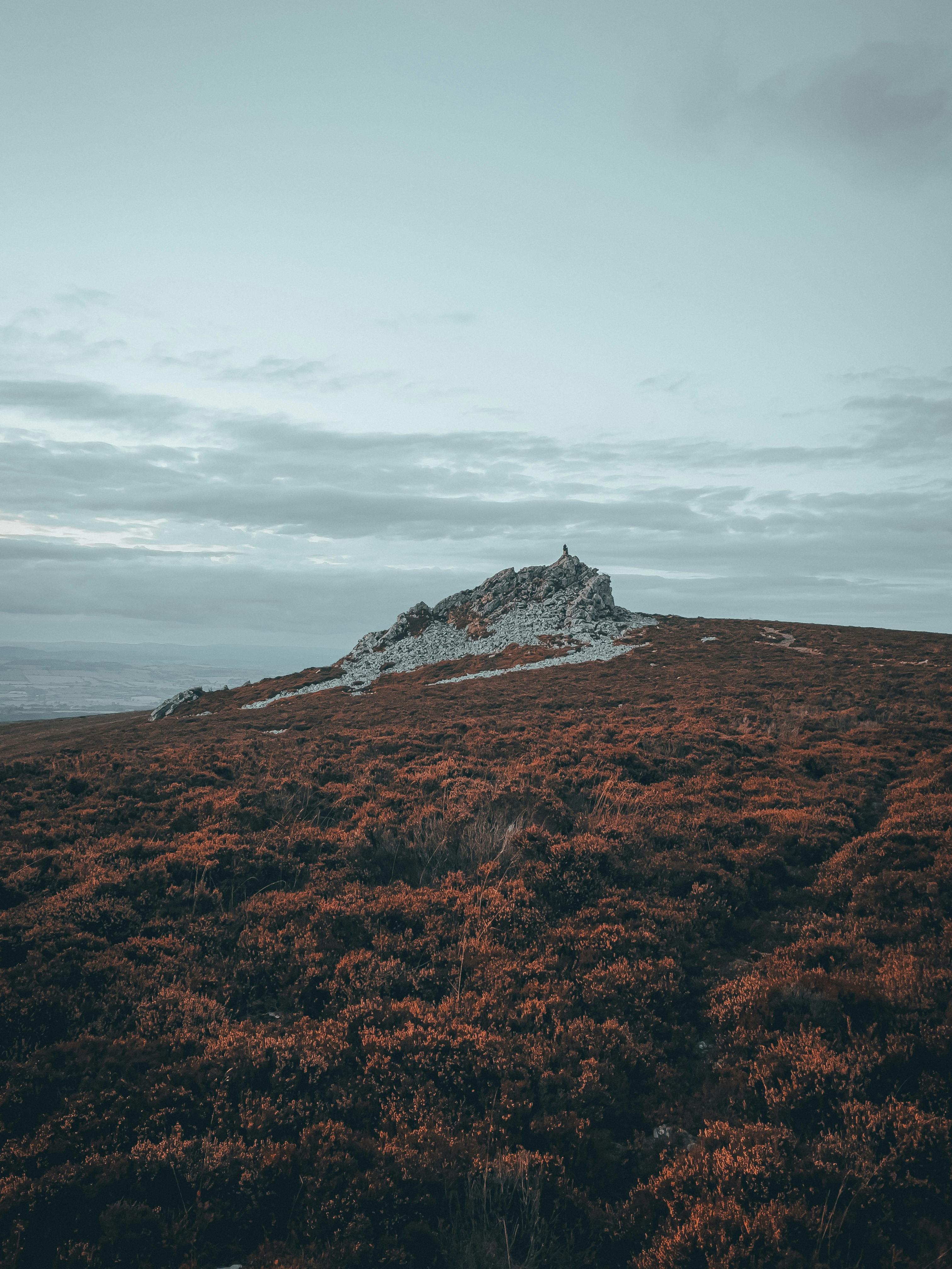 Shrubbery Photos, Download The BEST Free Shrubbery Stock Photos & HD Images