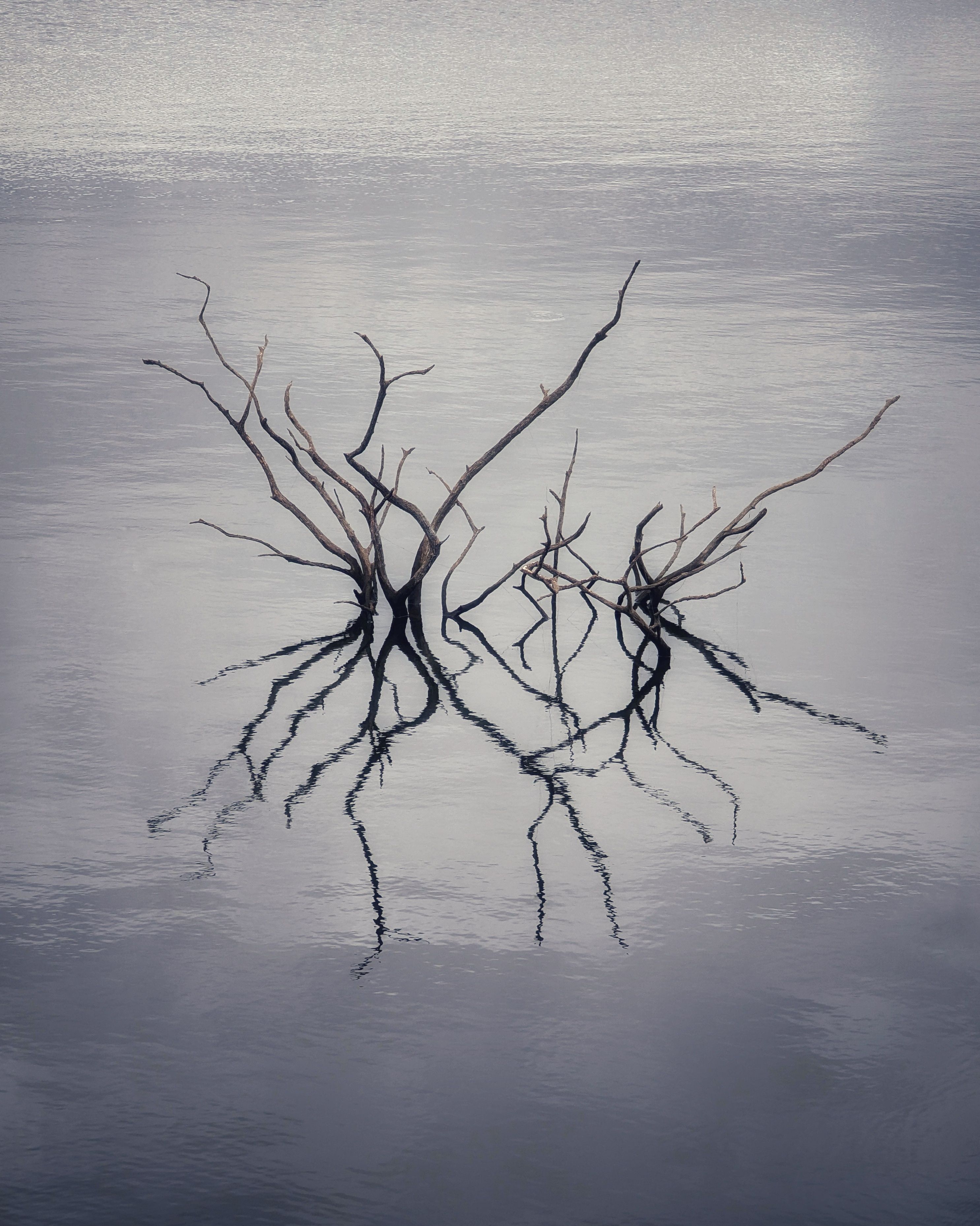 Branches on the Water · Free Stock Photo