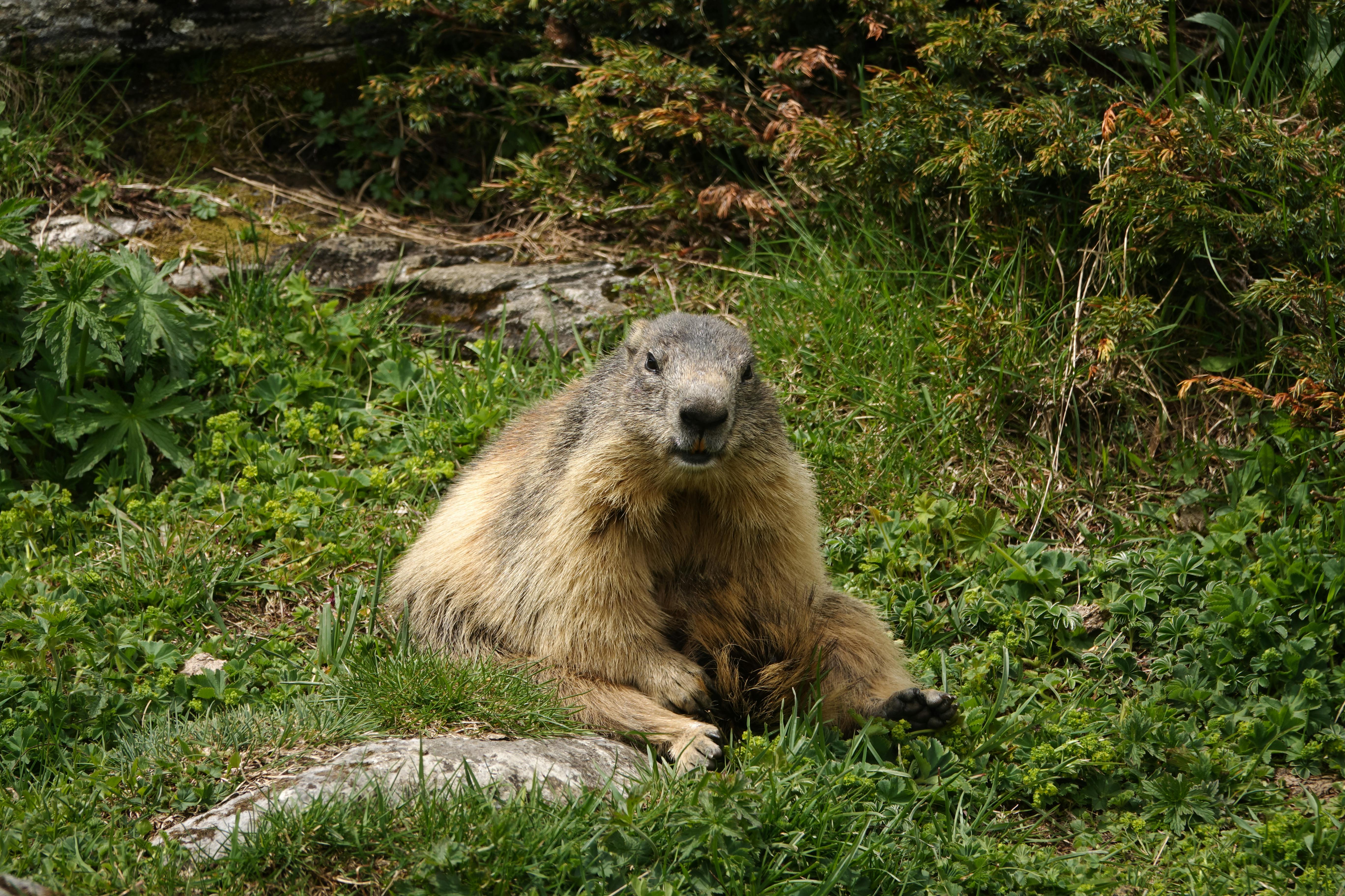 A Marmot Sitting on the Grass · Free Stock Photo