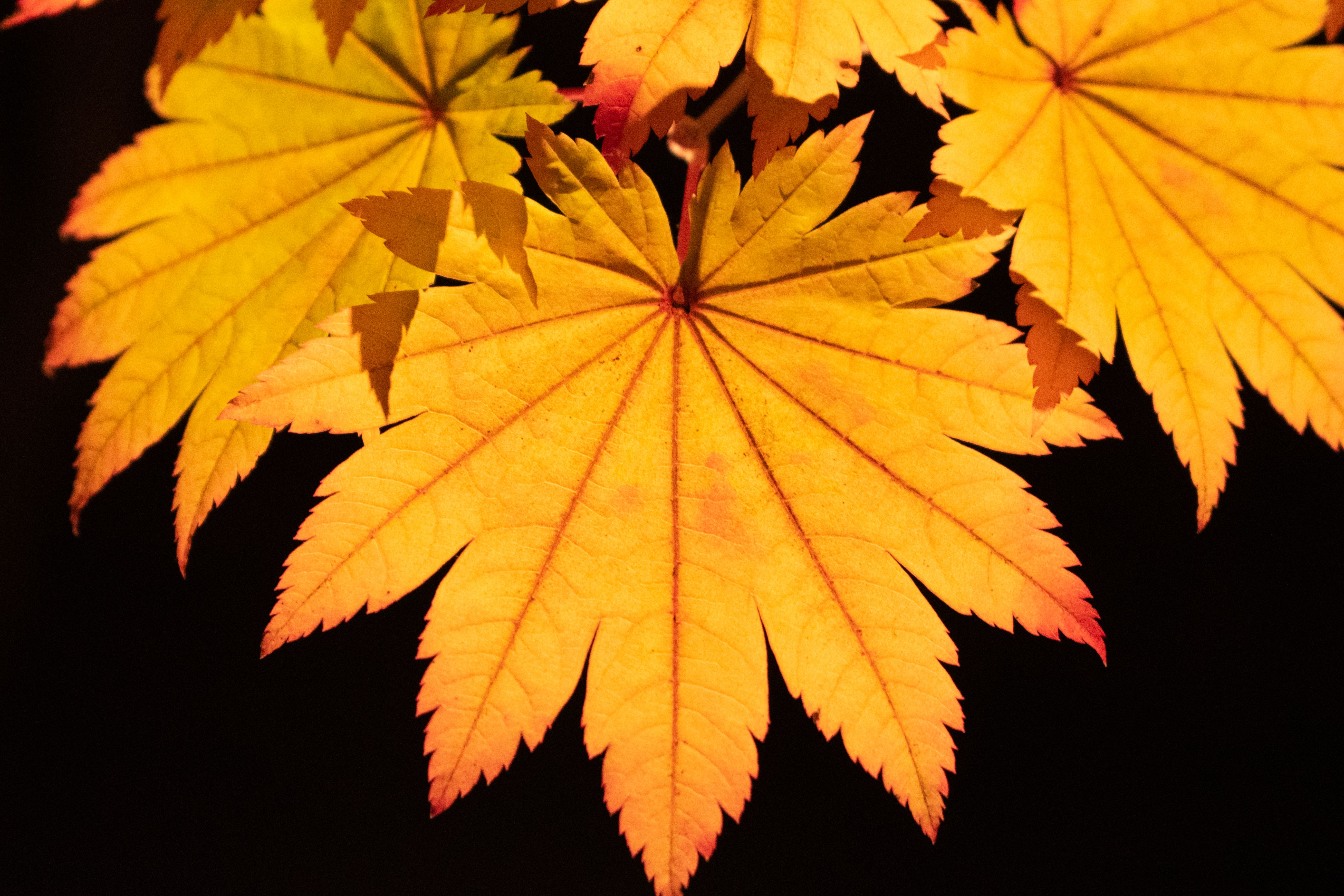 beautiful yellow leaf centered on a black background · Free Stock Photo