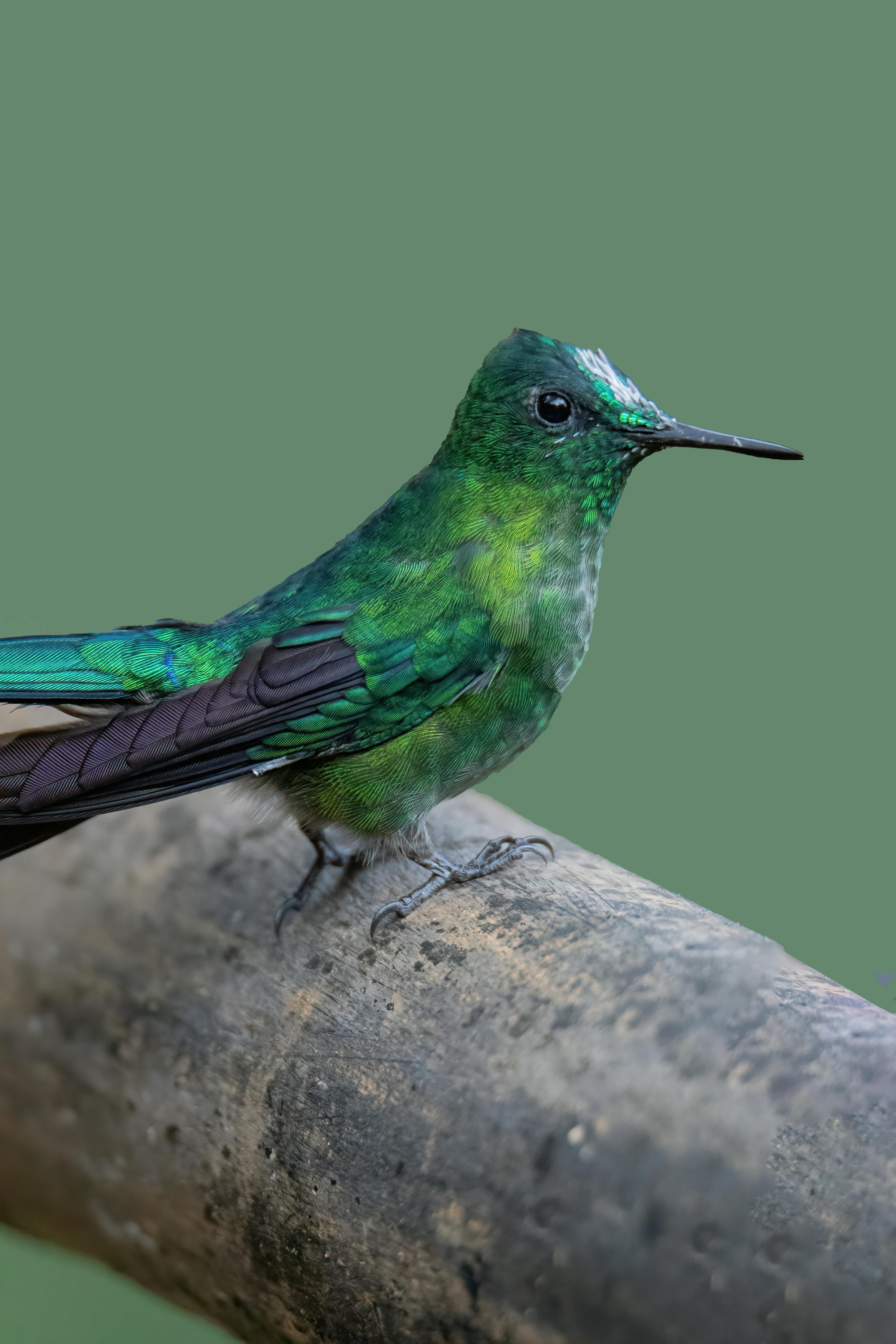 Brown Hummingbird Flying · Free Stock Photo