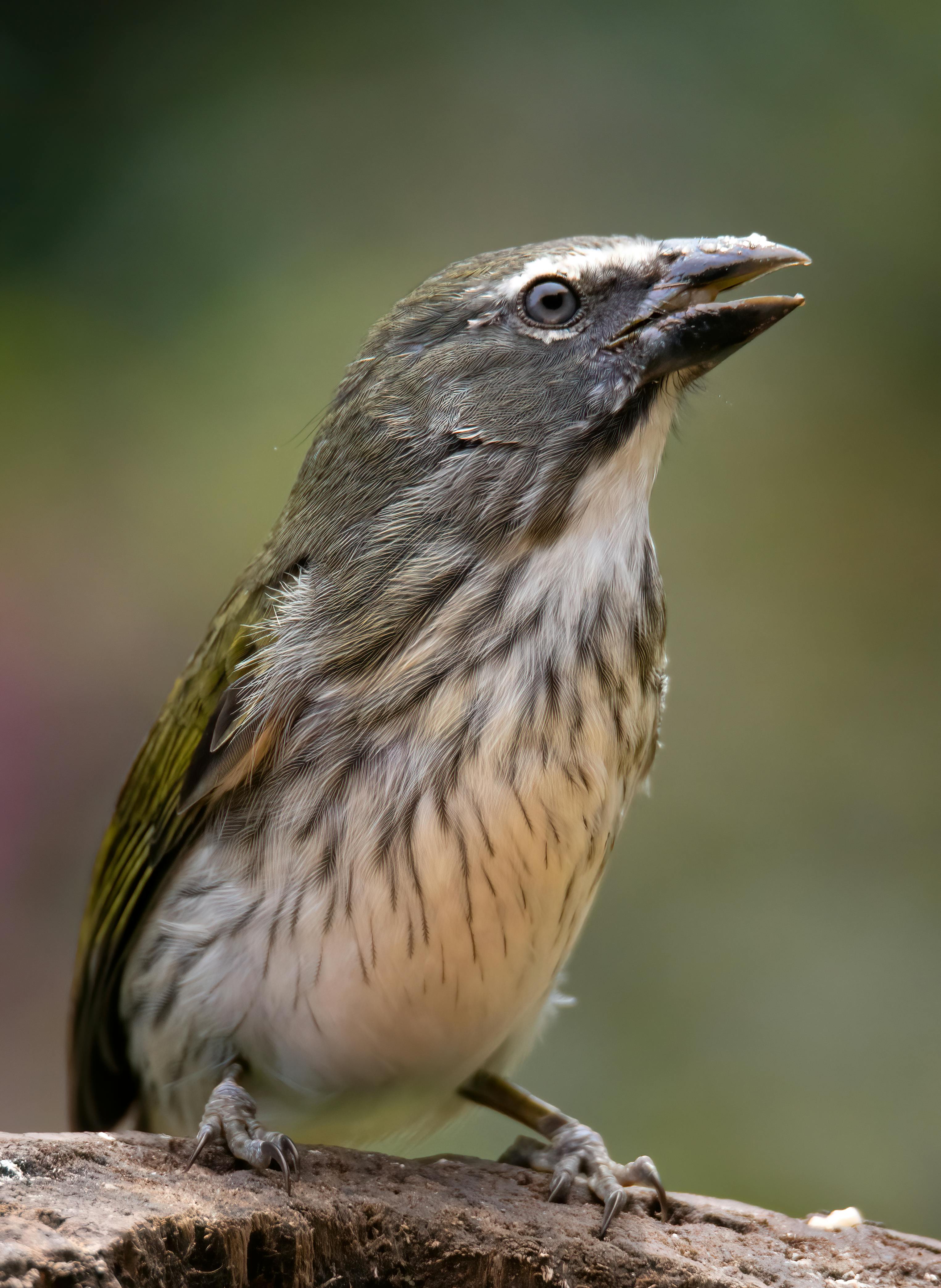 Hidden Bird Photos, Download Free Hidden Bird Stock Photos & HD Images