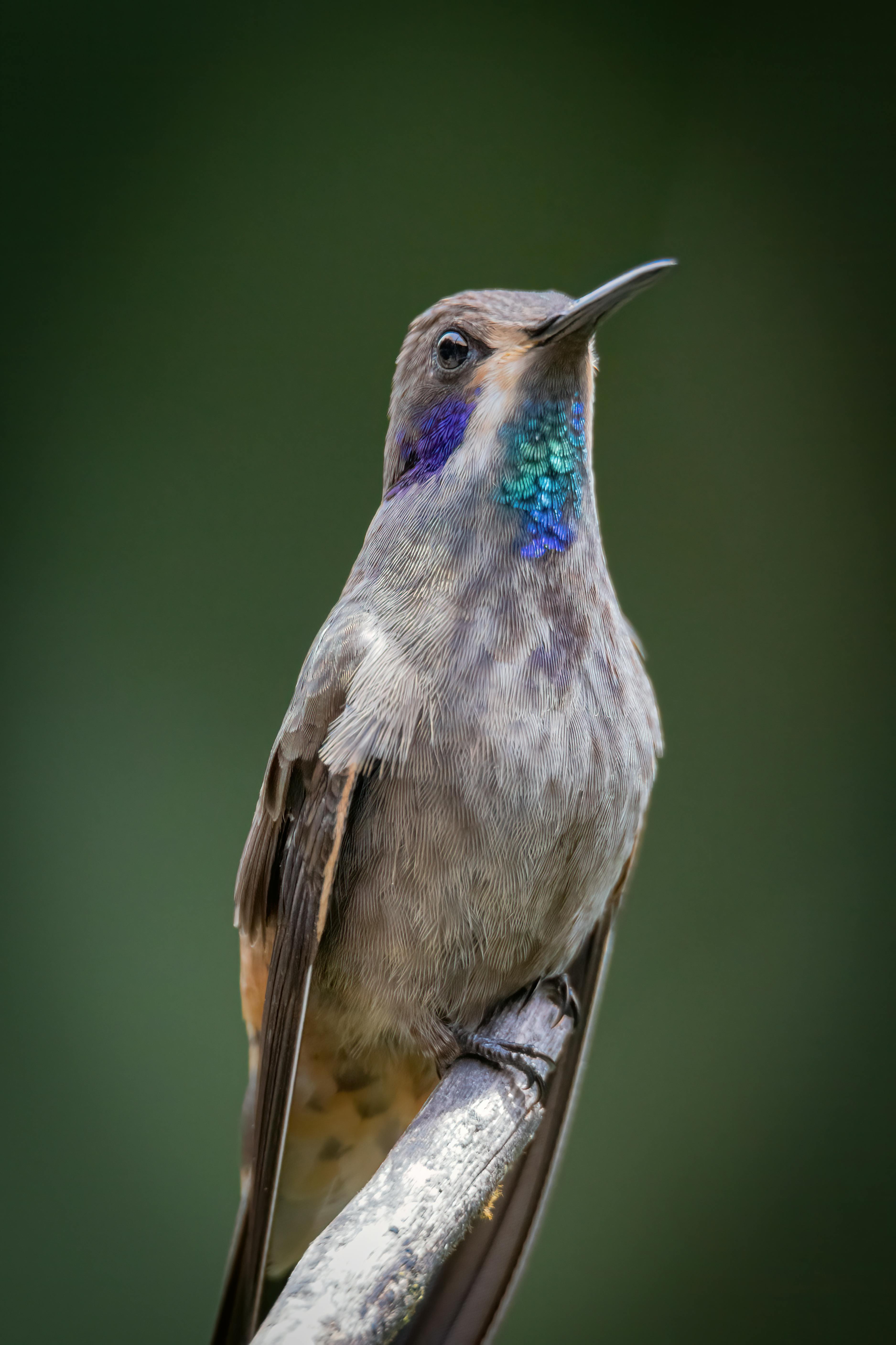 A Wet Hummingbird on a Leaf · Free Stock Photo