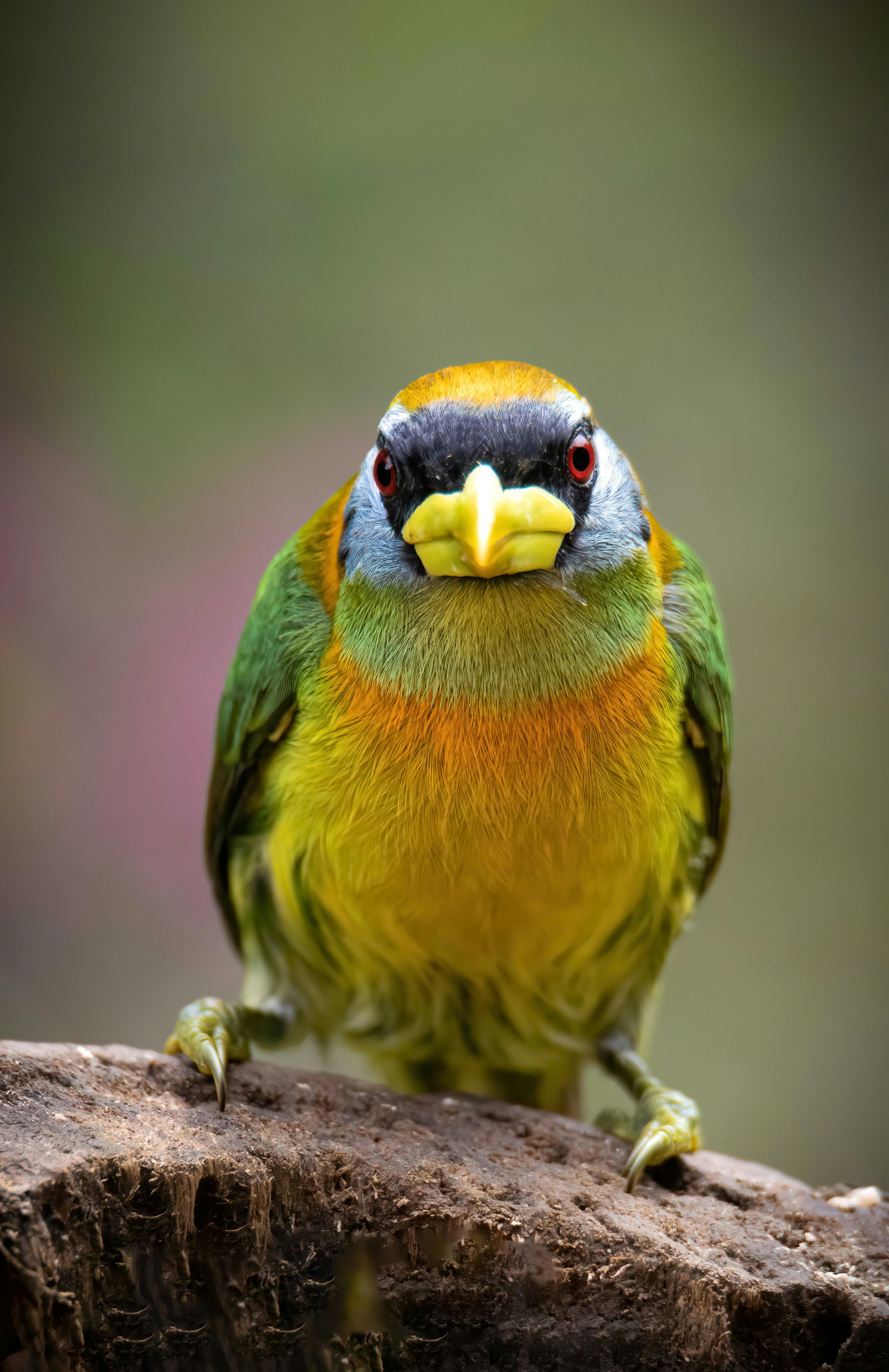 Close-Up Shot of a Red-Headed Barbet Bird · Free Stock Photo