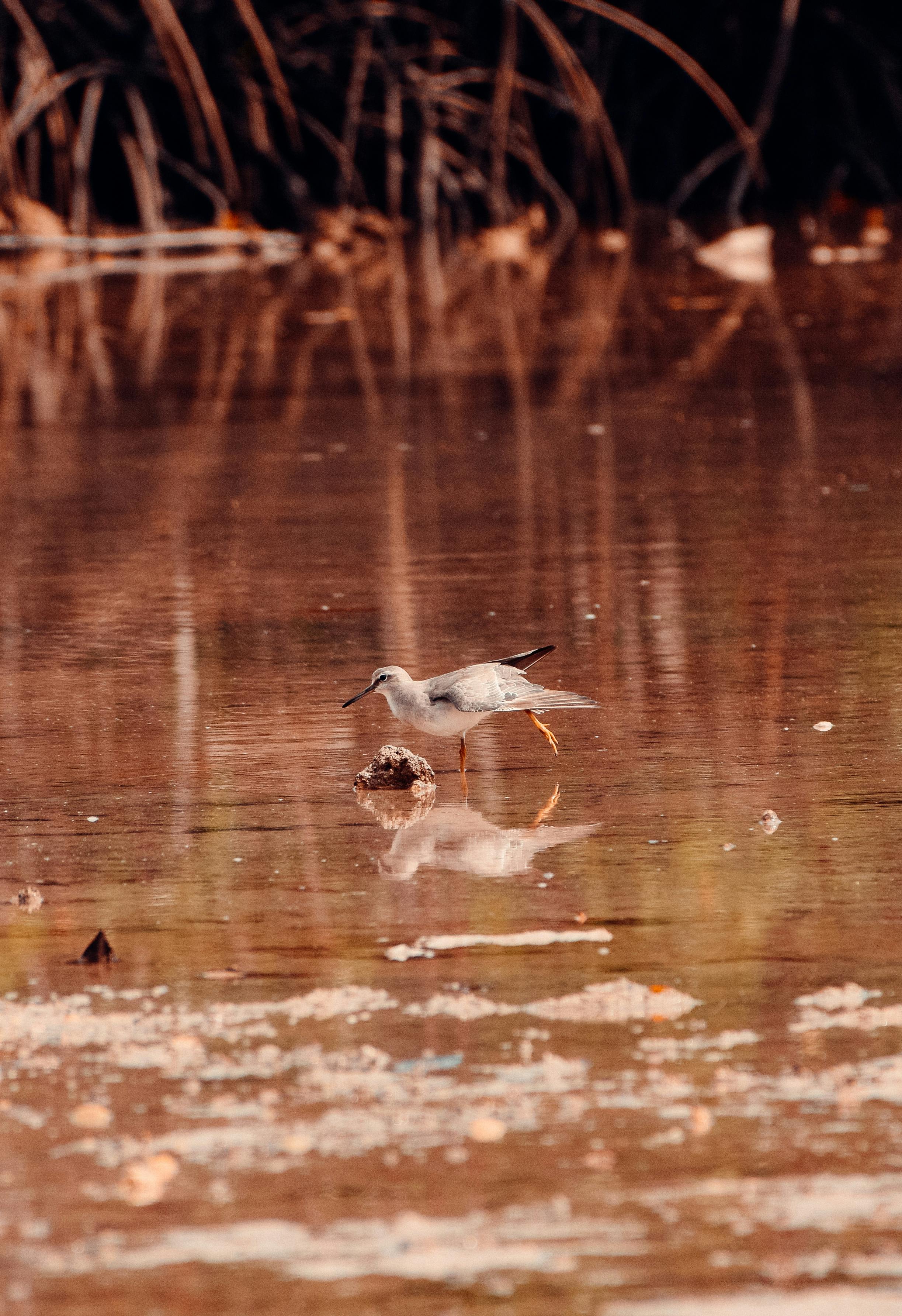 Lightweight Bird Photos, Download The BEST Free Lightweight Bird Stock ...