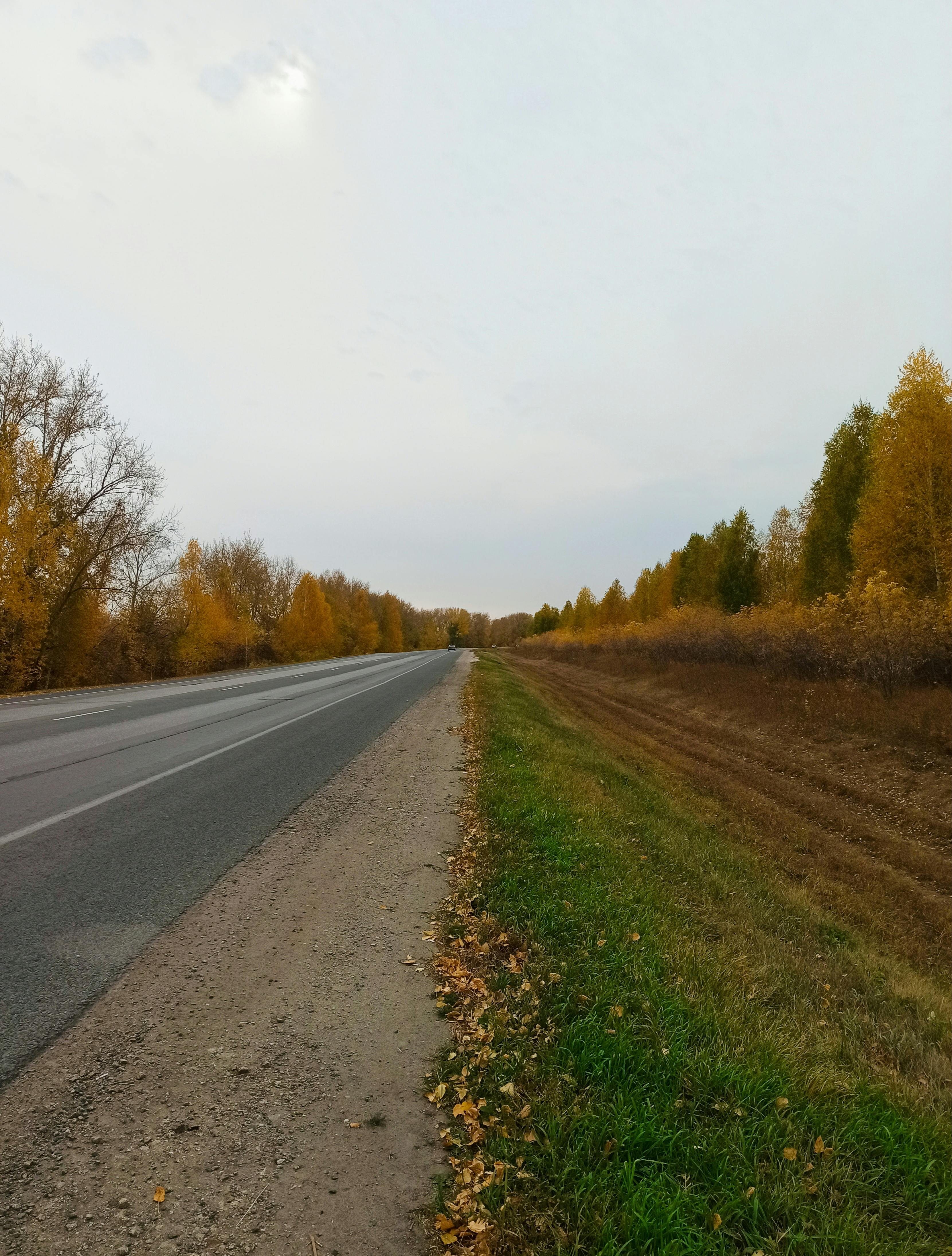 An Empty Asphalt Road Between Yellow Trees · Free Stock Photo