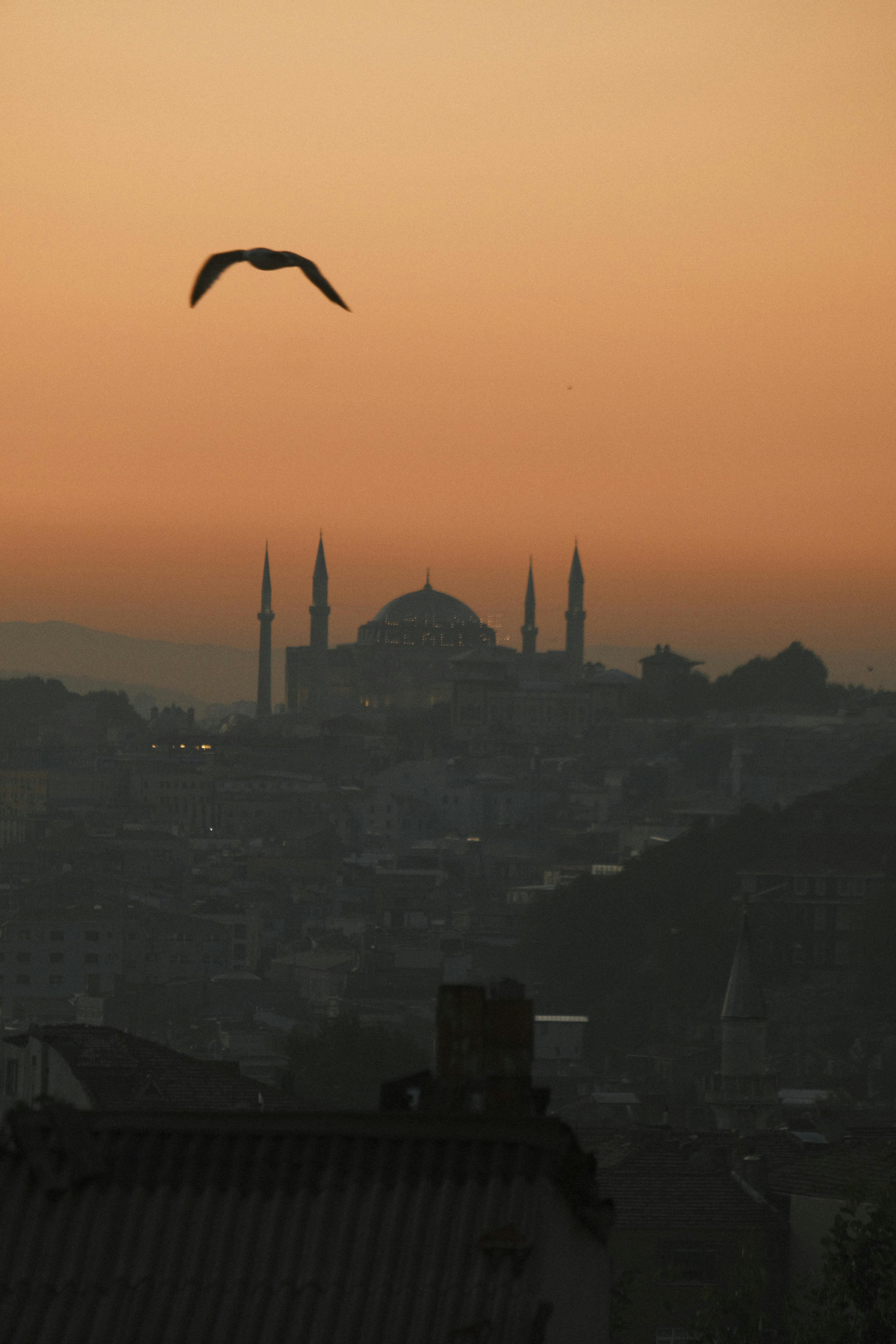 A Bird Flying over City Buildings during Sunset · Free Stock Photo