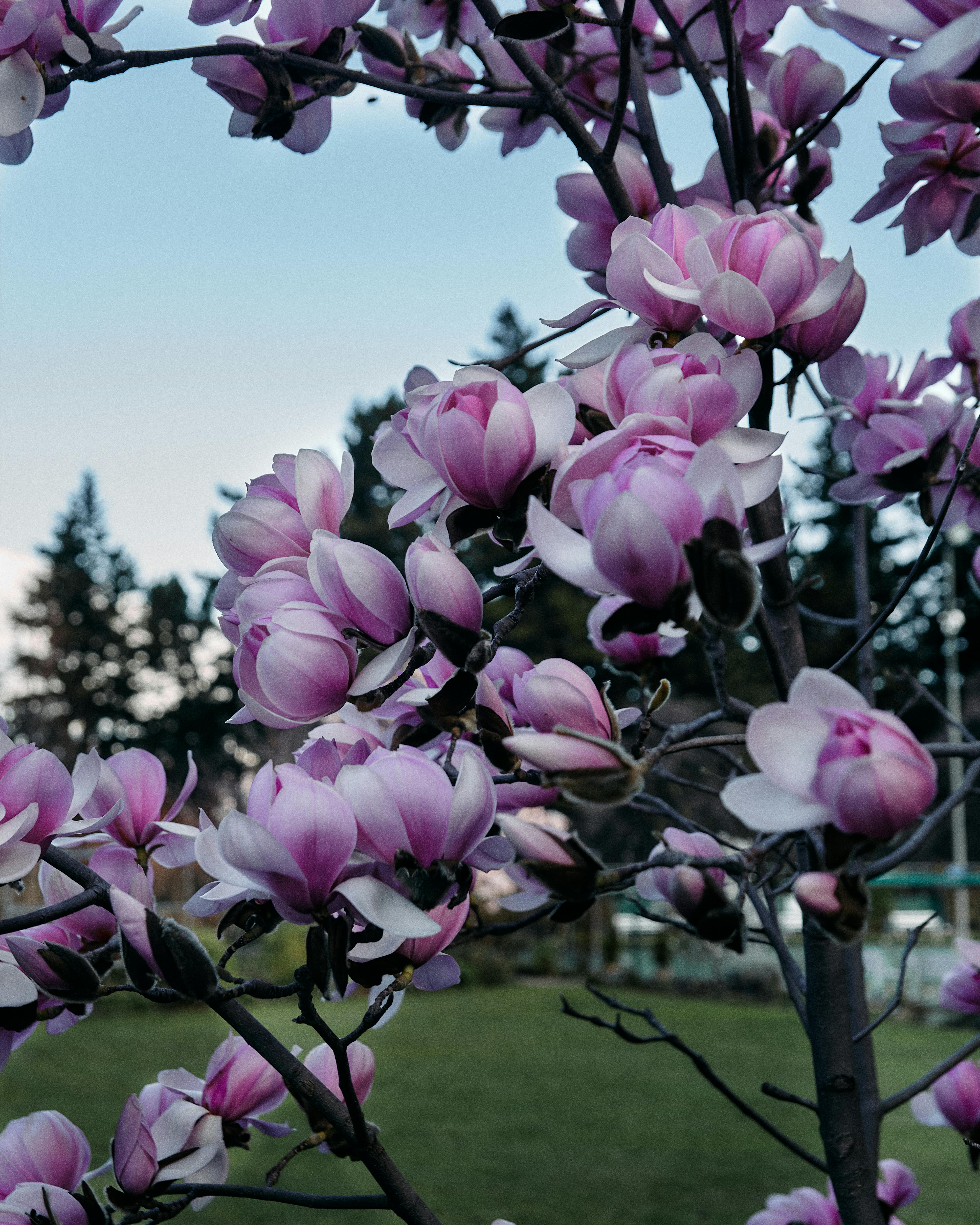Pink Blooming Magnolia in Spring · Free Stock Photo
