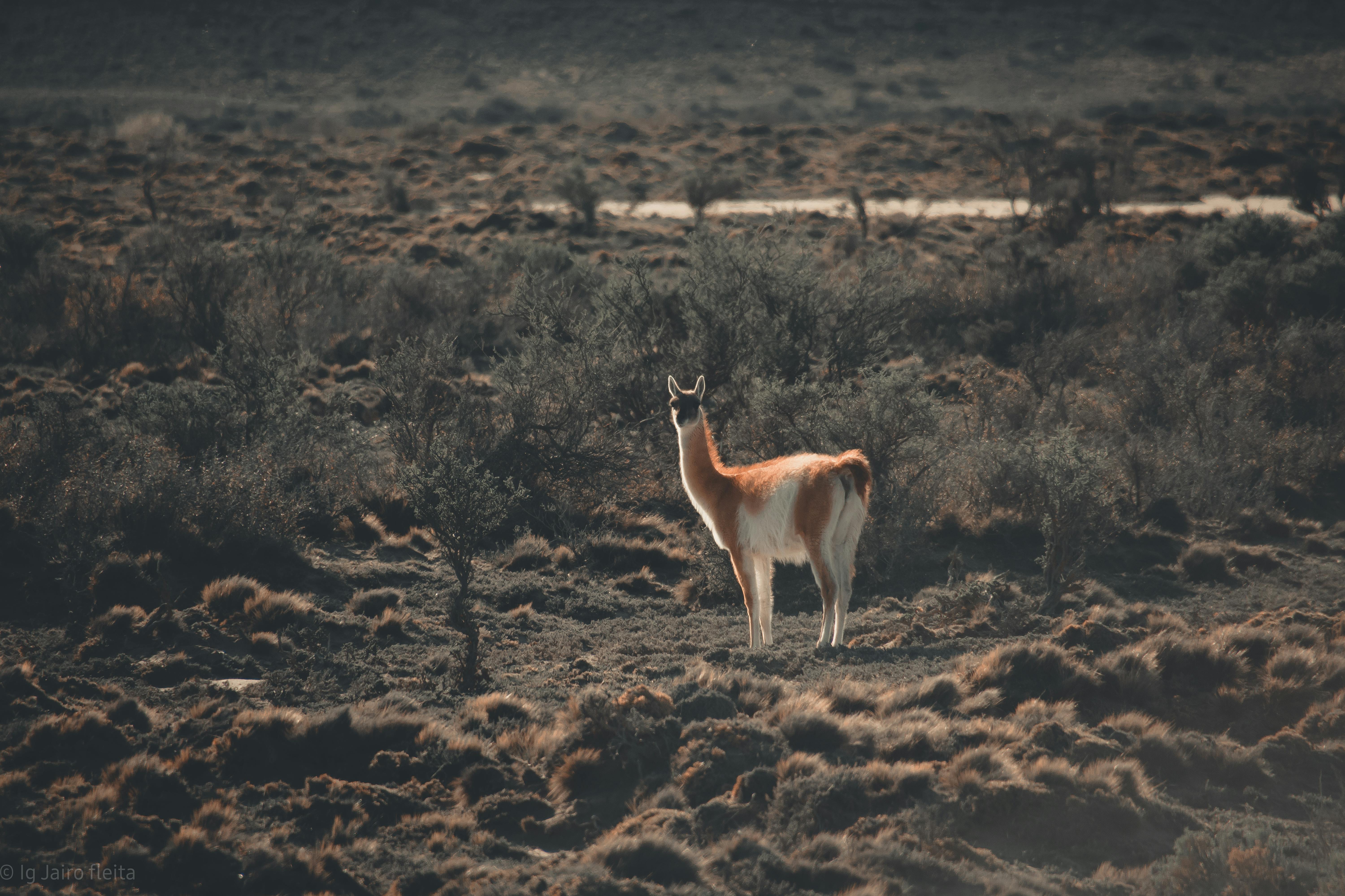 Guanaco Animal on Field · Free Stock Photo