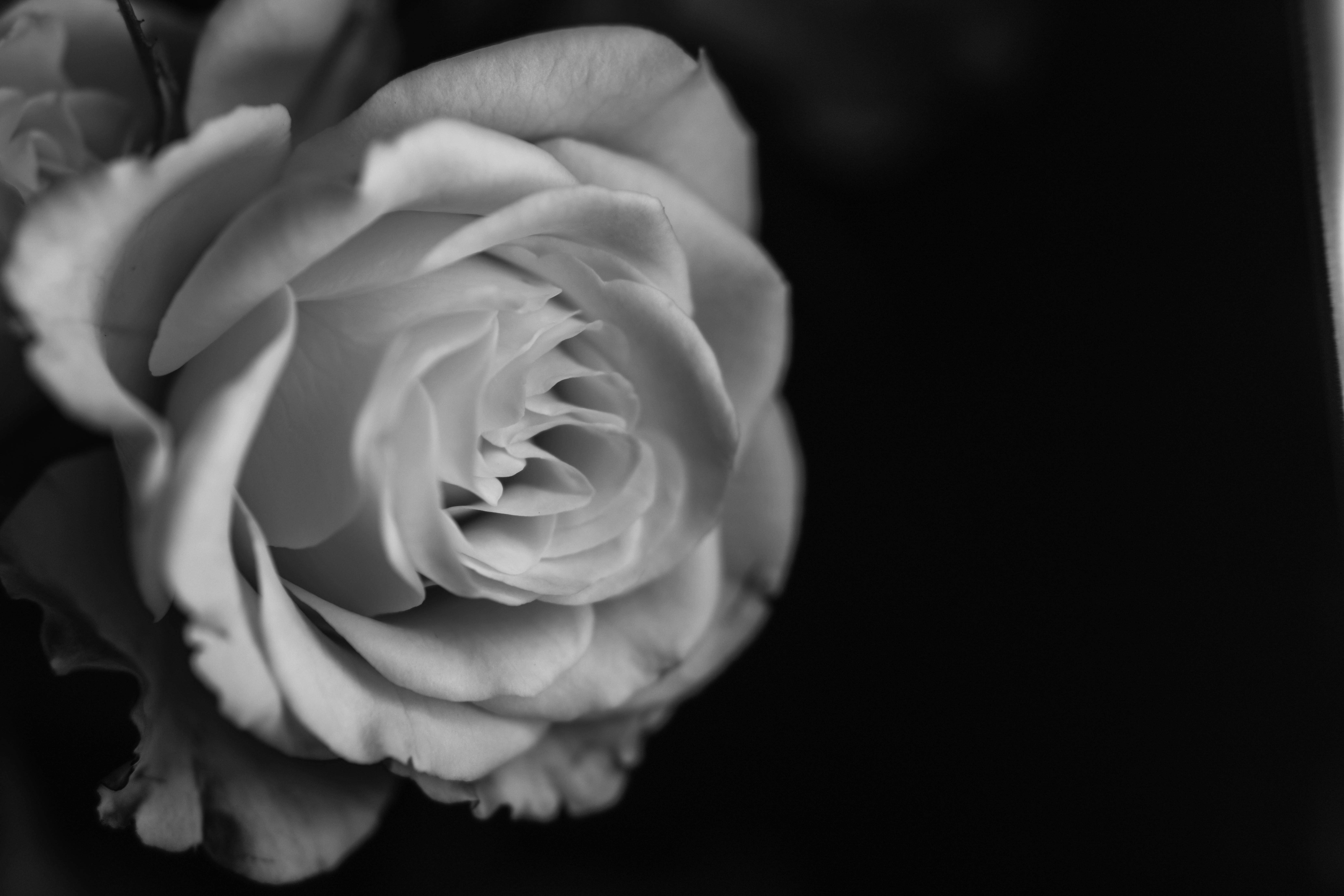 Grayscale Photo of a Rose · Free Stock Photo