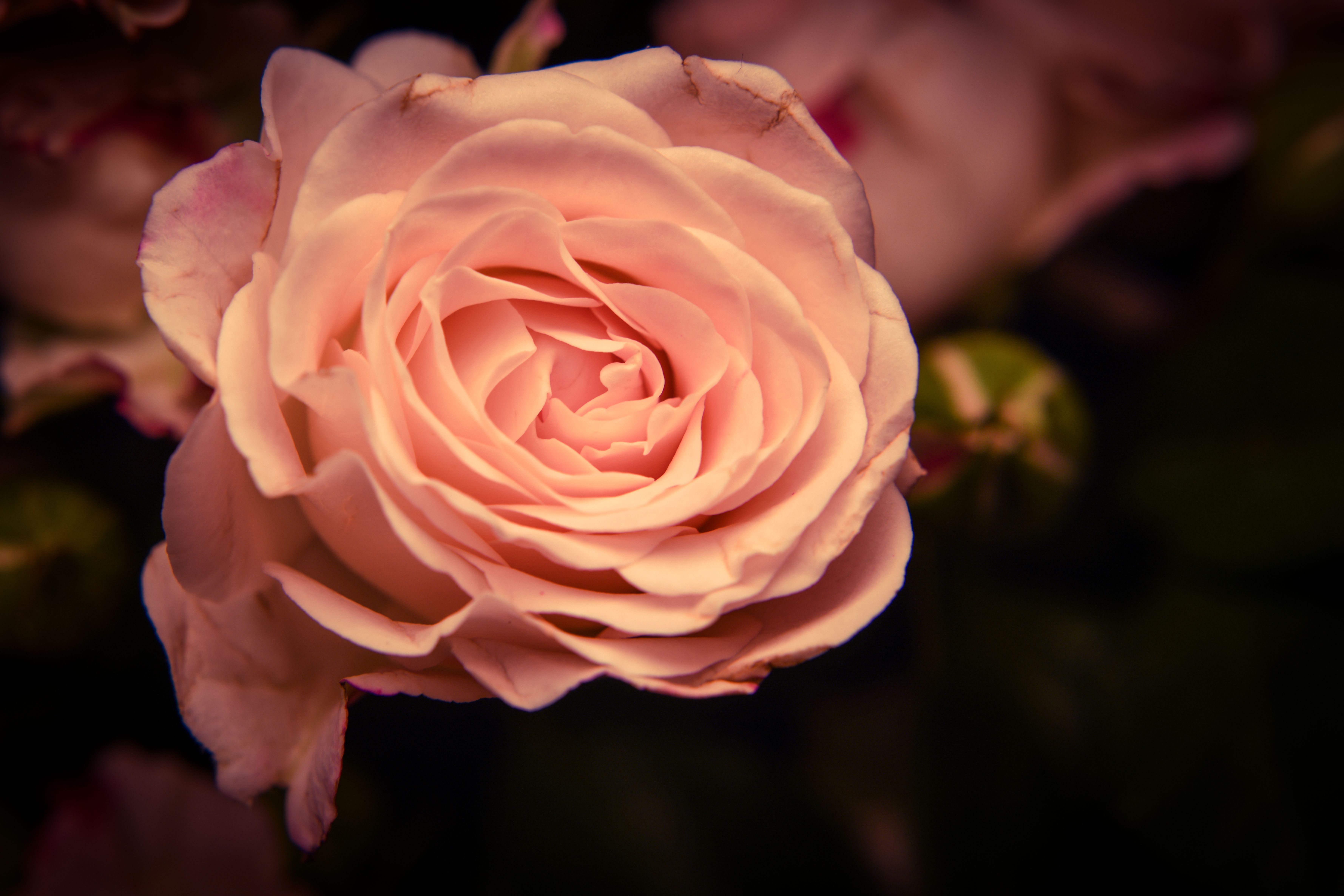 Flowers in Bloom · Free Stock Photo