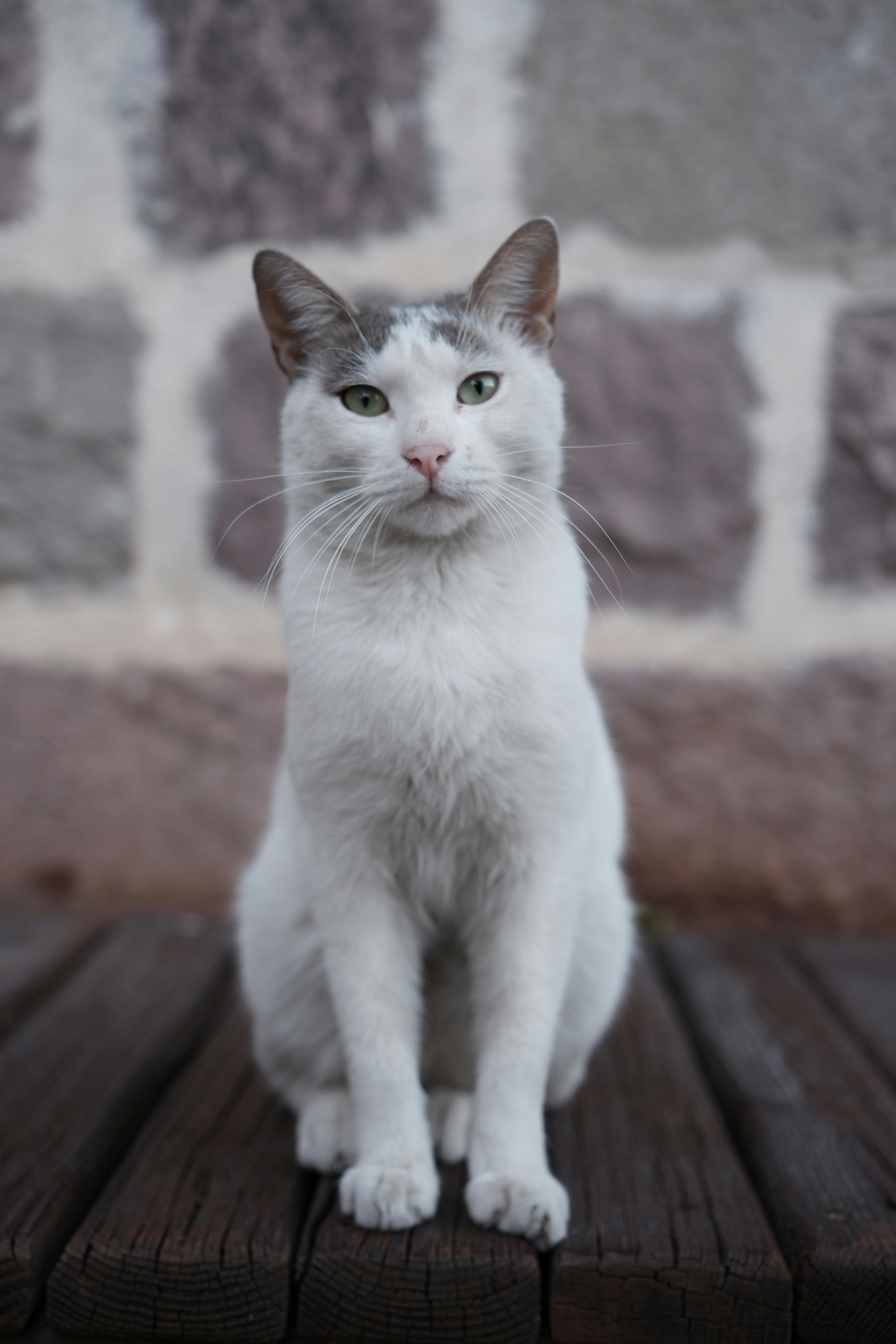 White Turkish Van Cat Walking Near a House · Free Stock Photo