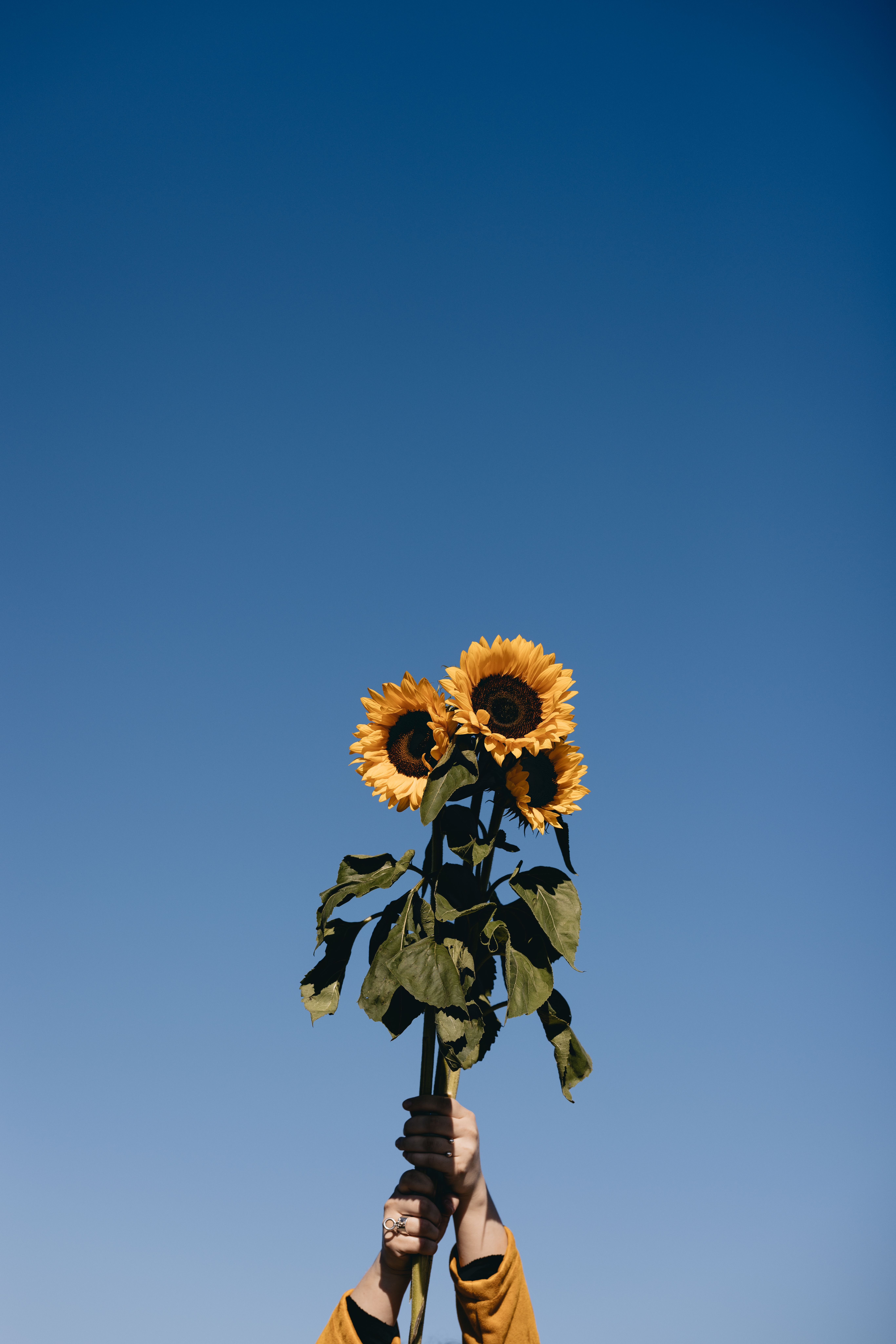 A Person Holding Yellow Sunflowers · Free Stock Photo