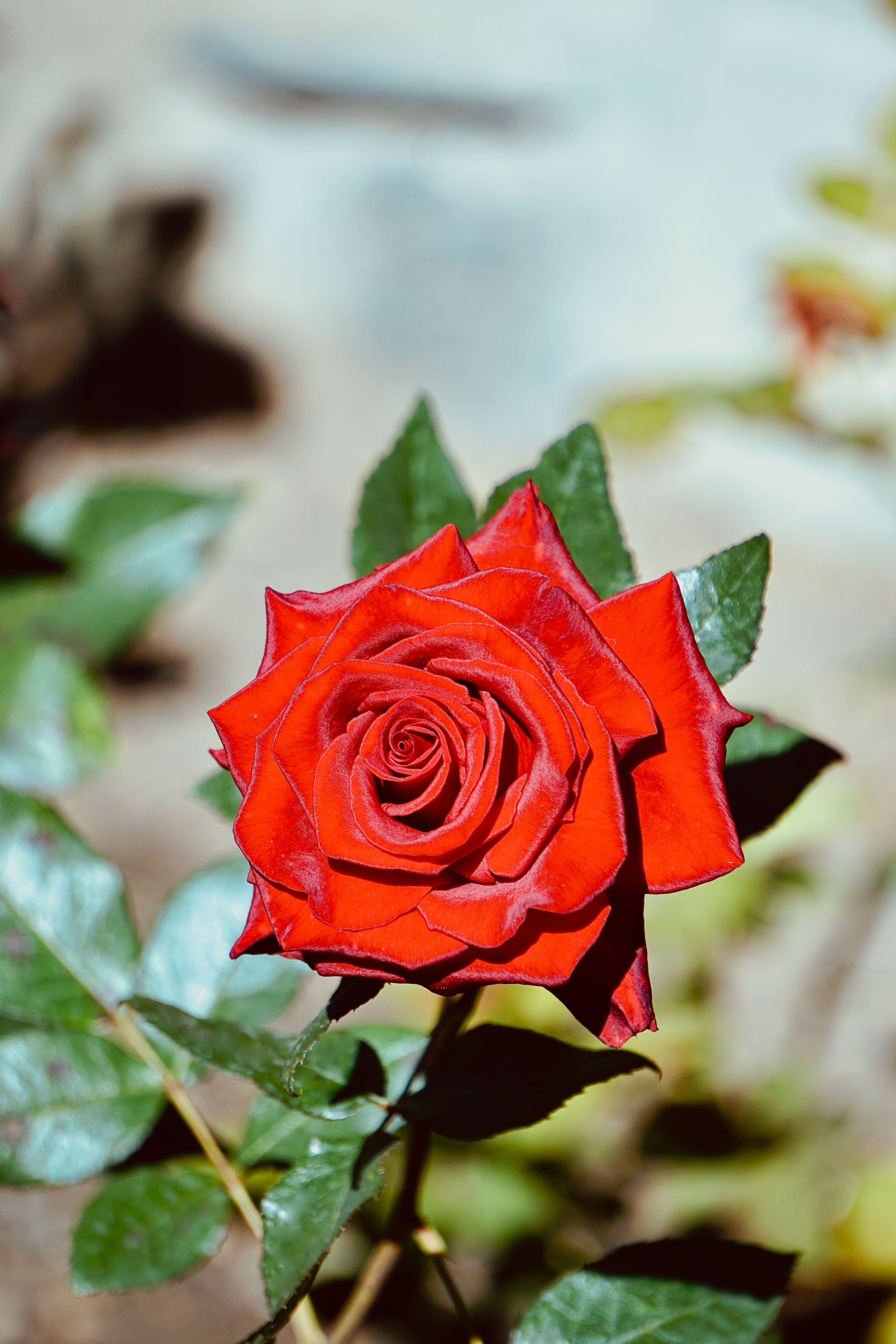 Close-Up Shot of a Rose · Free Stock Photo