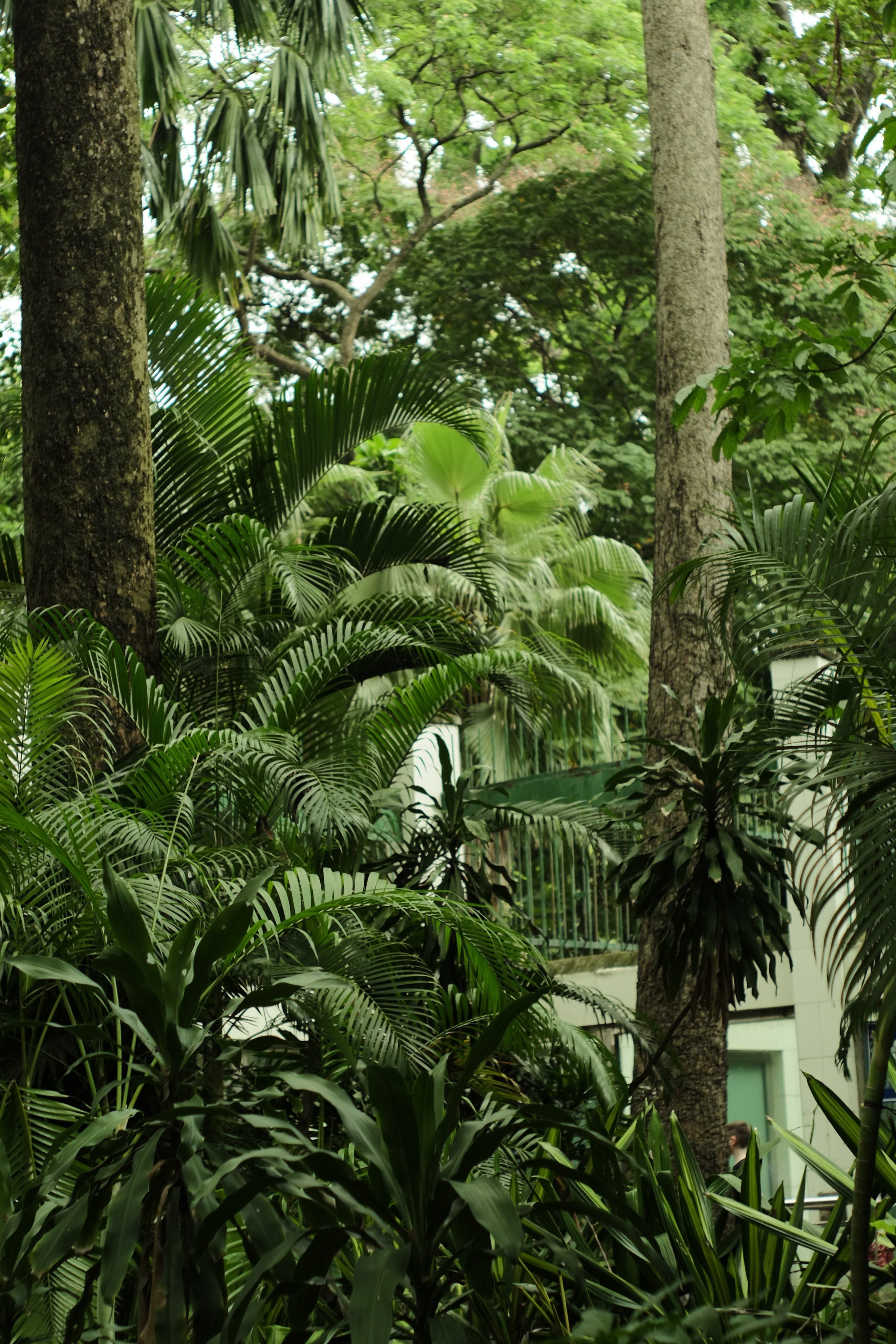 Green Plants in the Garden · Free Stock Photo
