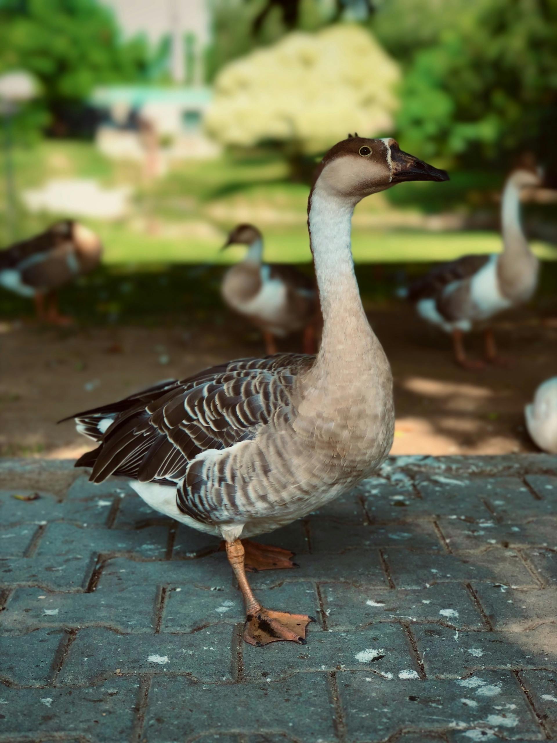 Duck Standing on a Sidewalk · Free Stock Photo