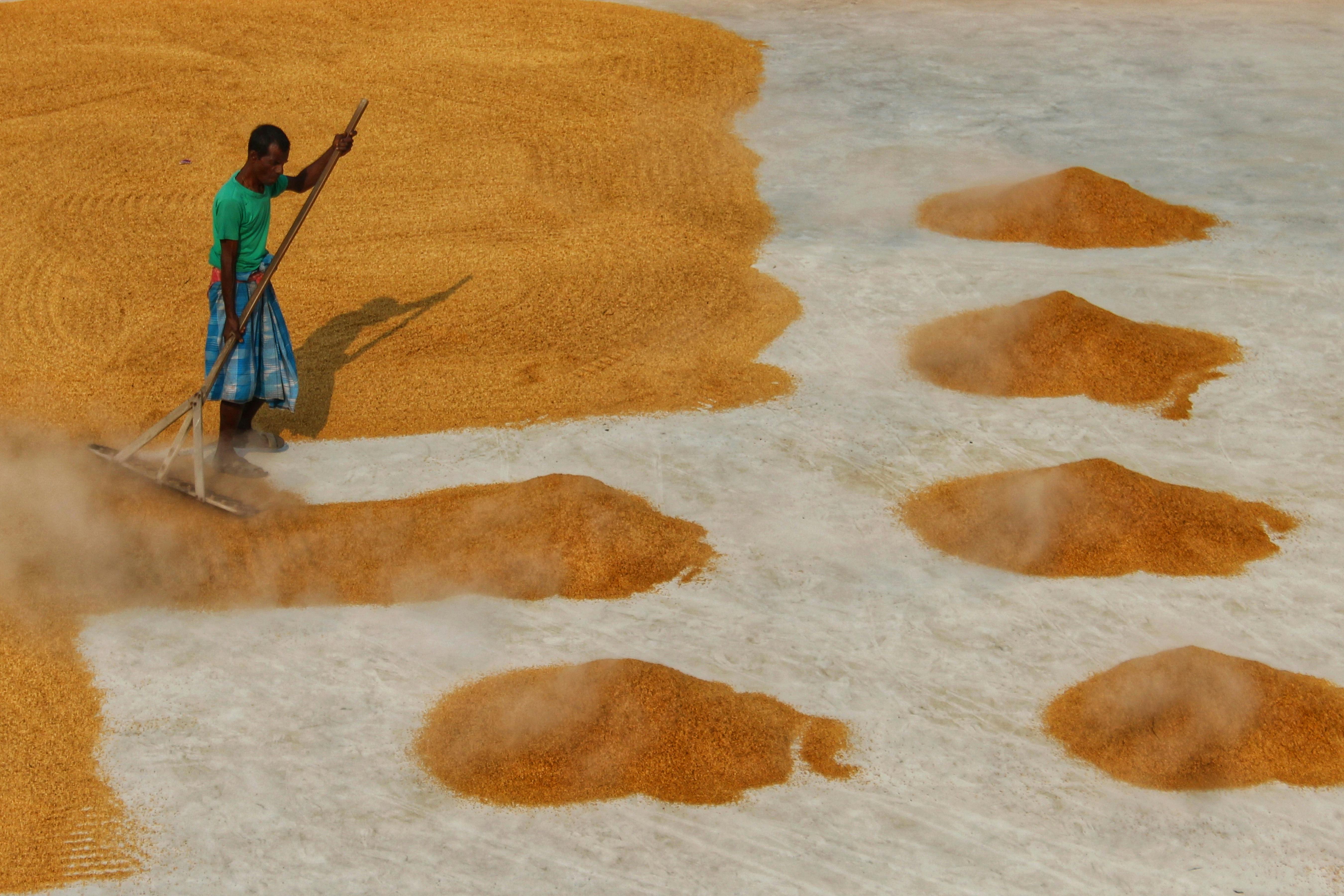 African Rice Photos, Download The BEST Free African Rice Stock Photos ...