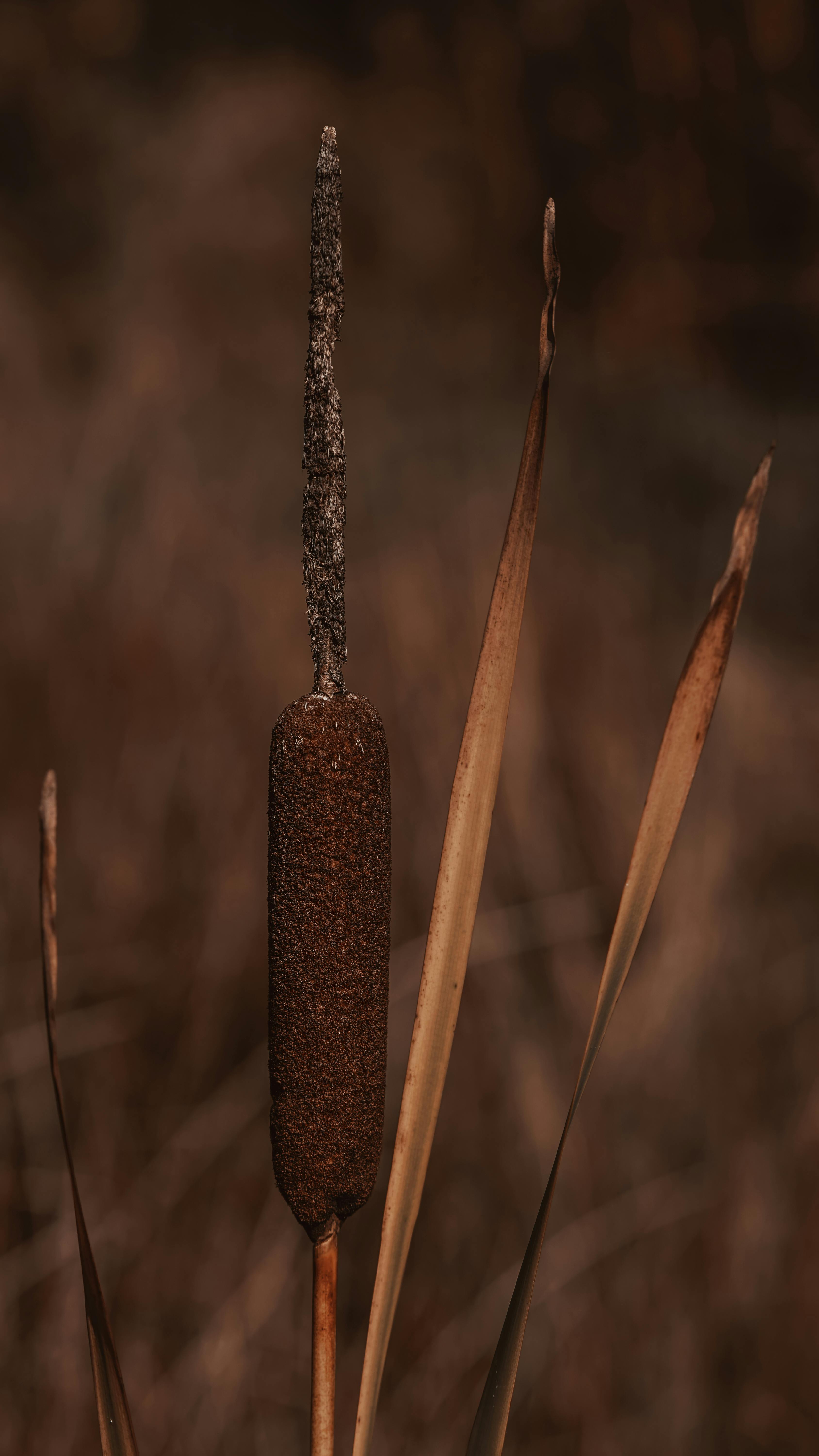 Close-up of a Cattail Plant · Free Stock Photo