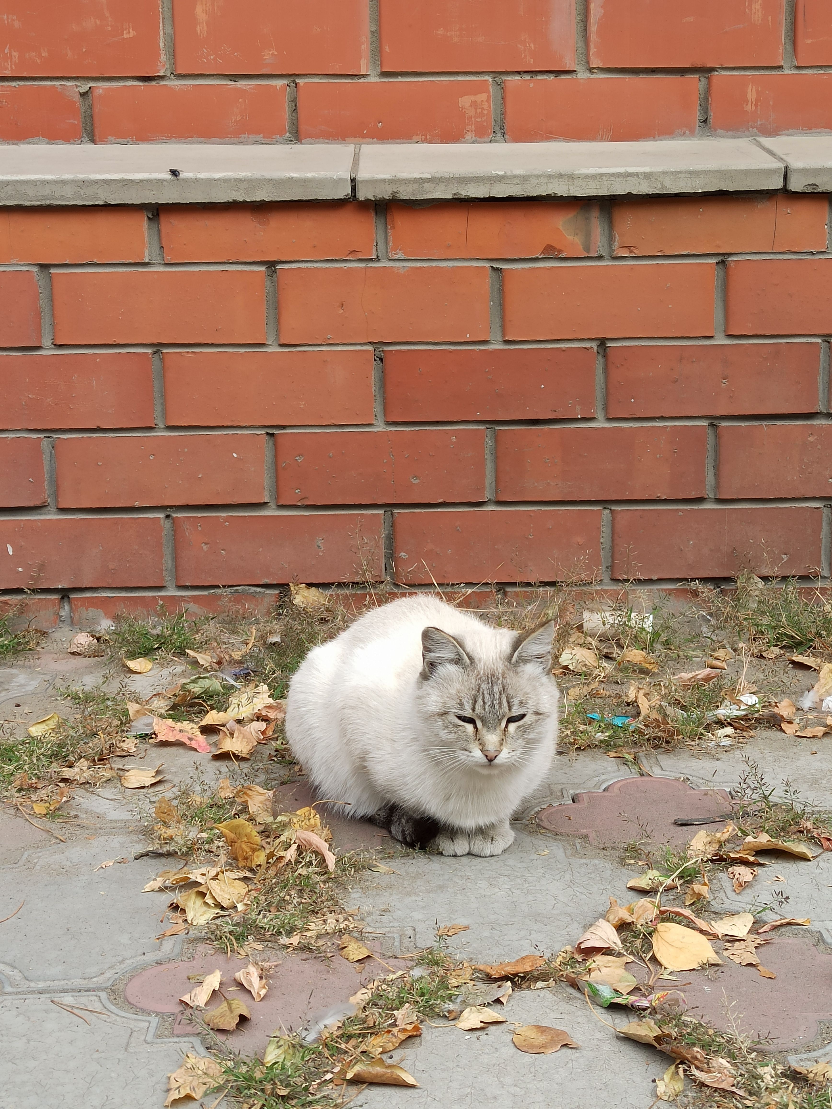 Cat Sitting in Front of Brick Wall · Free Stock Photo