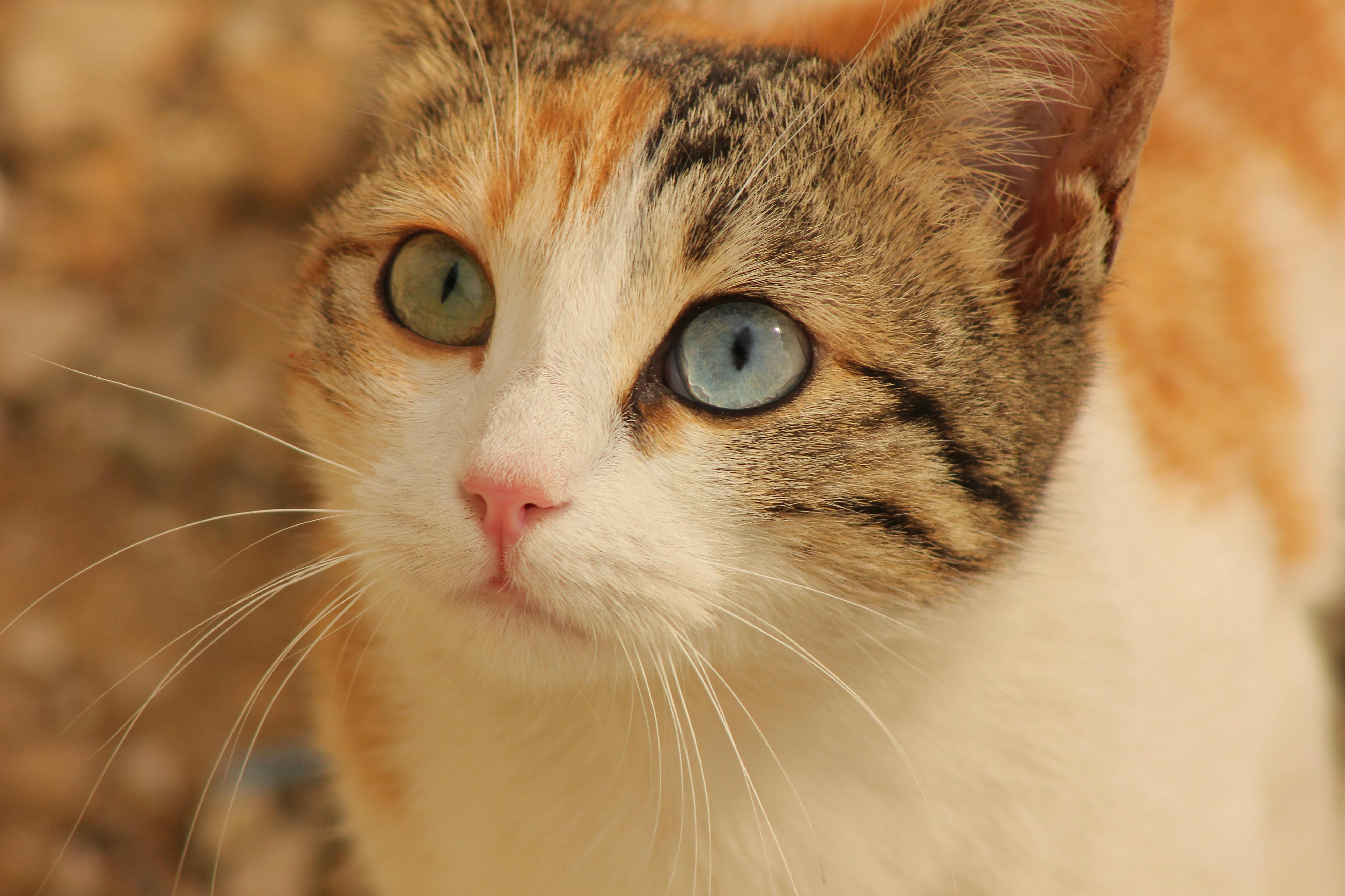 A Cat With Heterochromia · Free Stock Photo