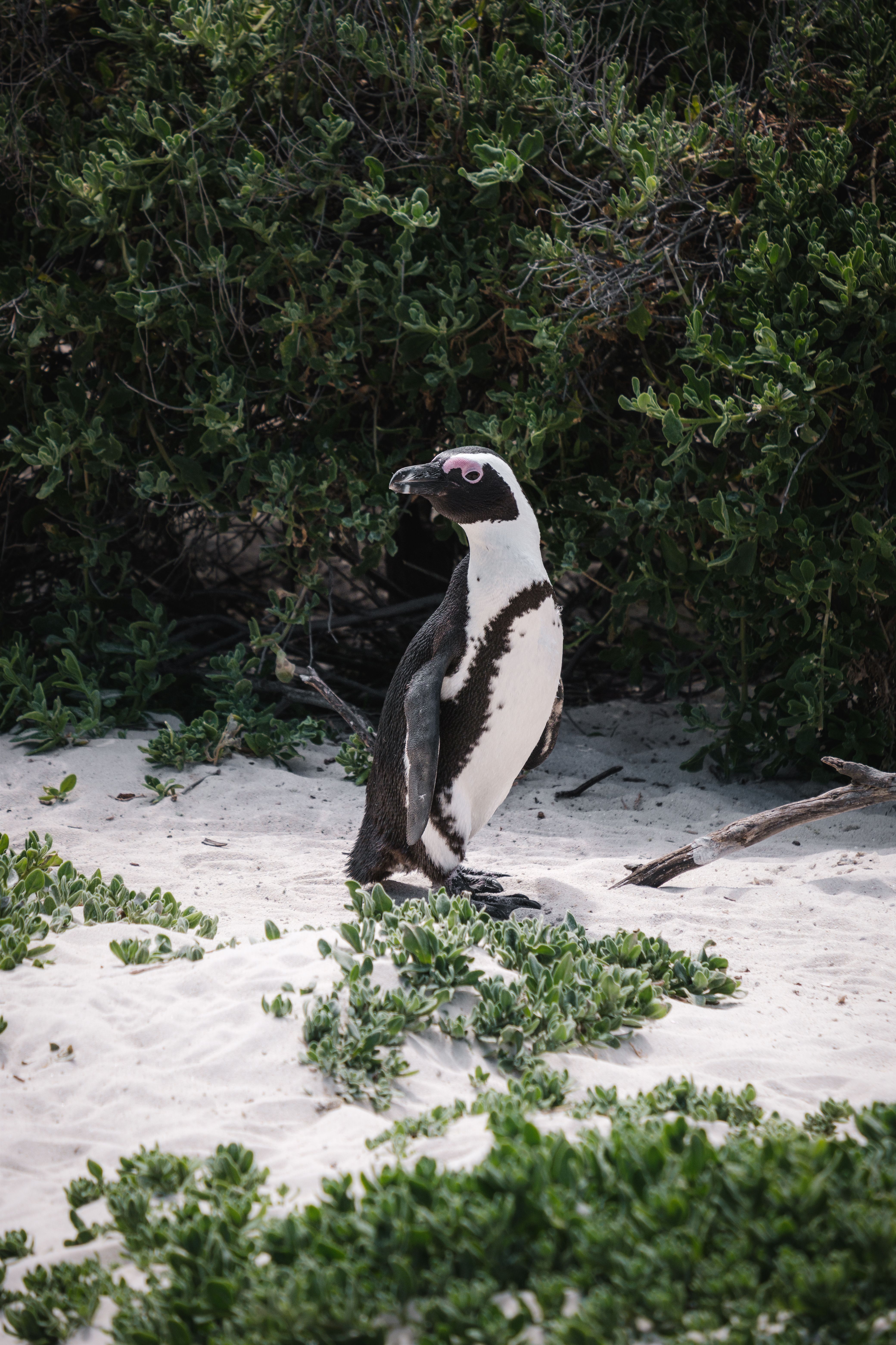 An African Penguin on the Sand · Free Stock Photo
