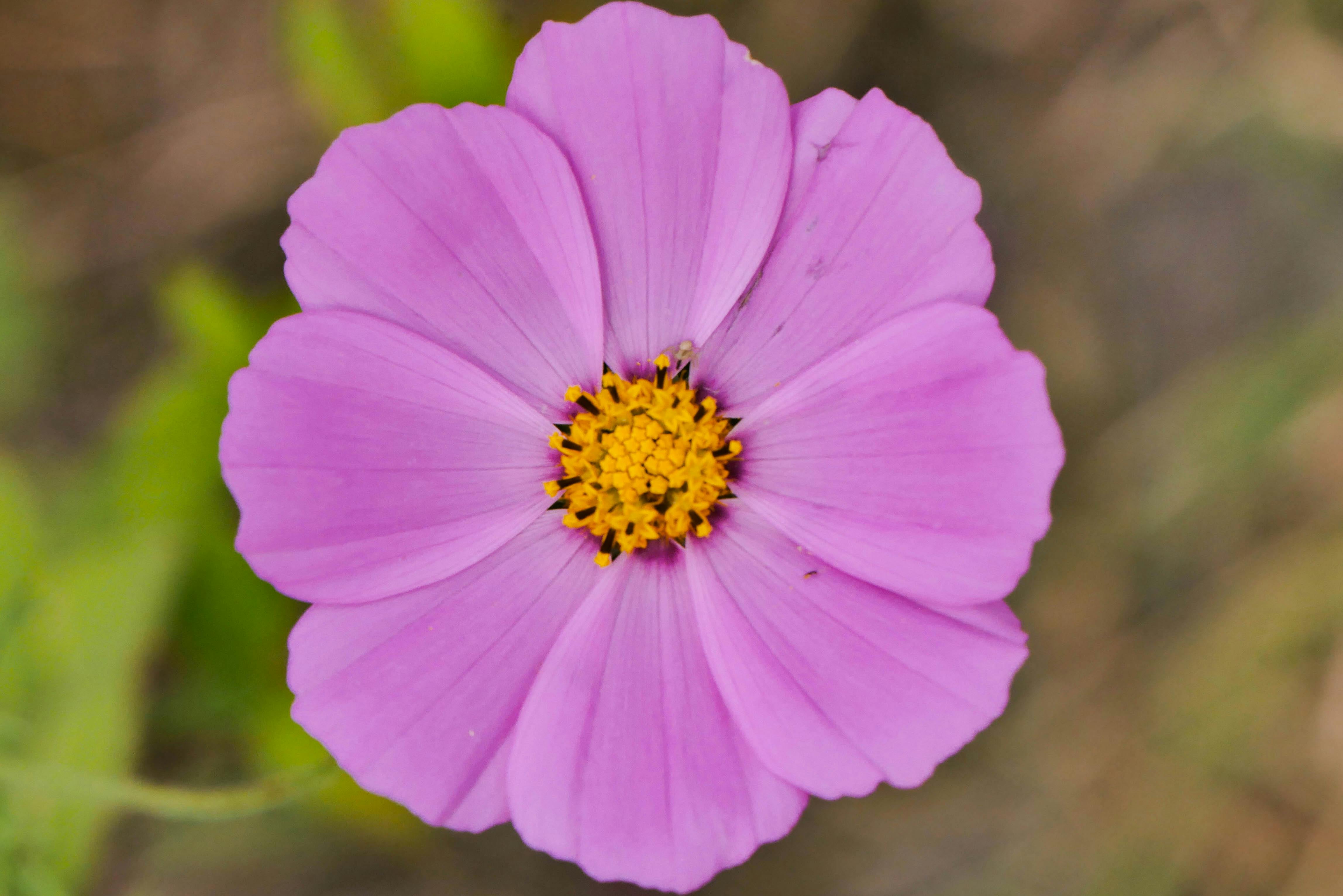 Close-Up Shot of a Flower · Free Stock Photo
