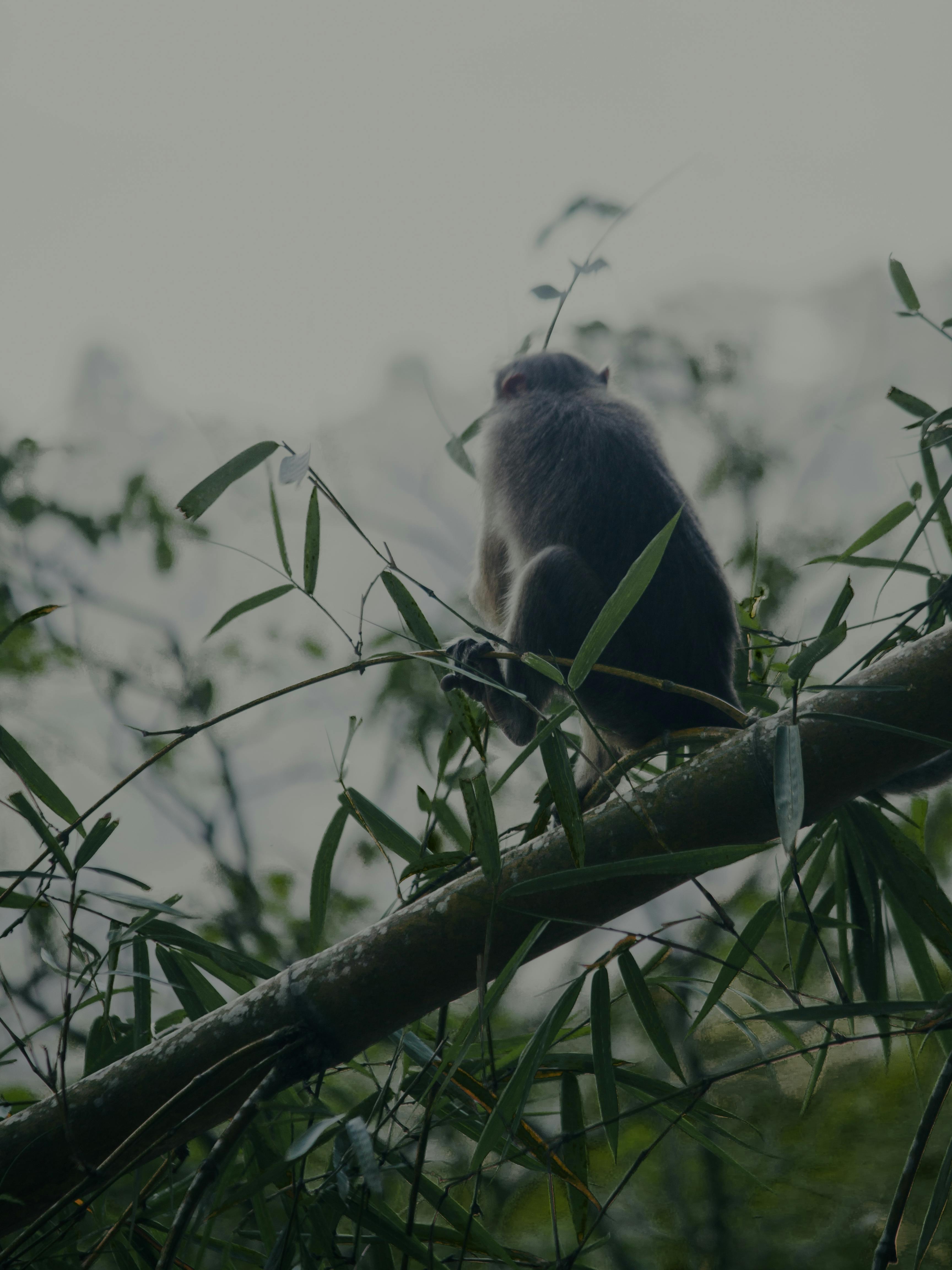 Tree Musk Photos, Download The BEST Free Tree Musk Stock Photos & HD Images