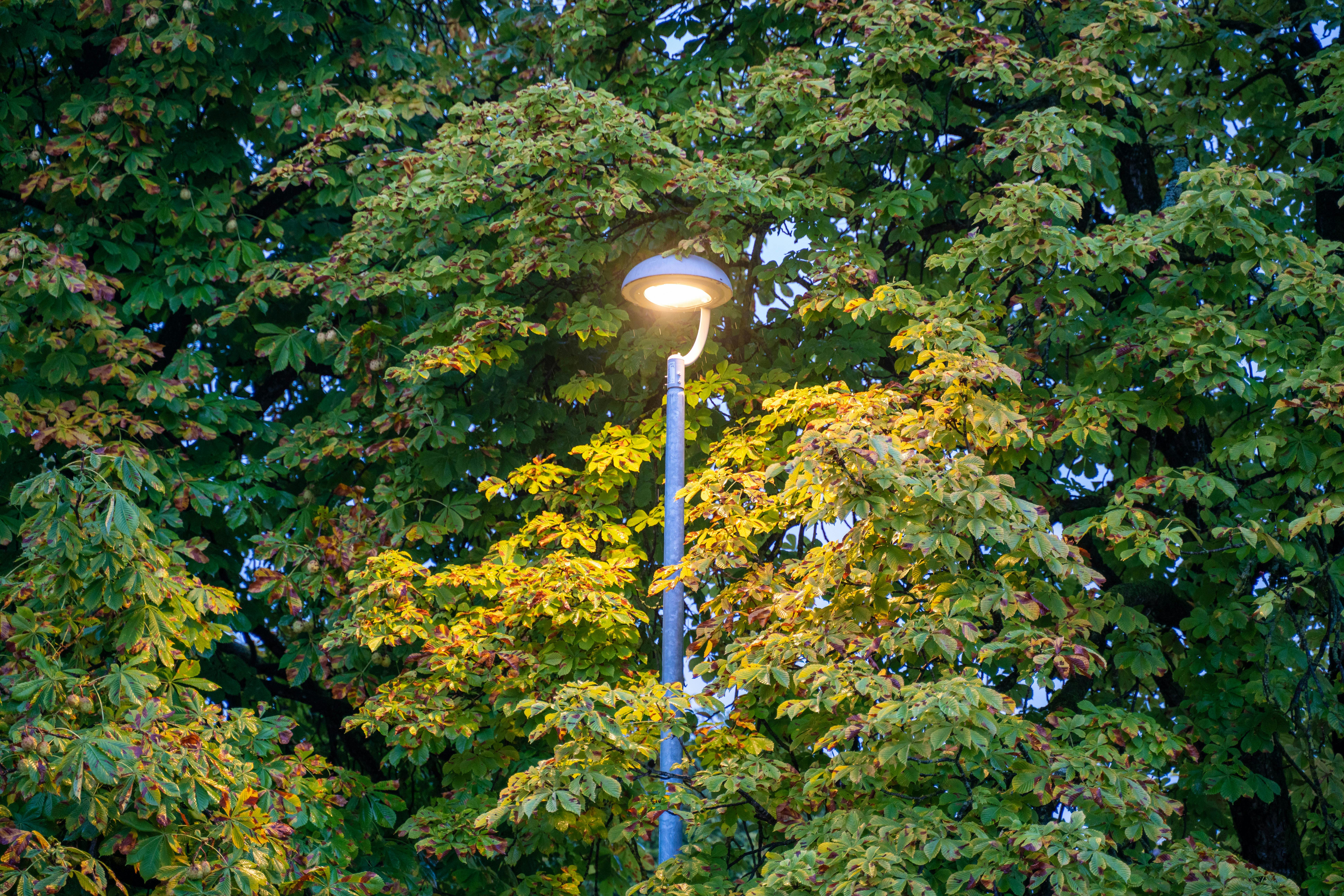 Trees and a Street Light · Free Stock Photo