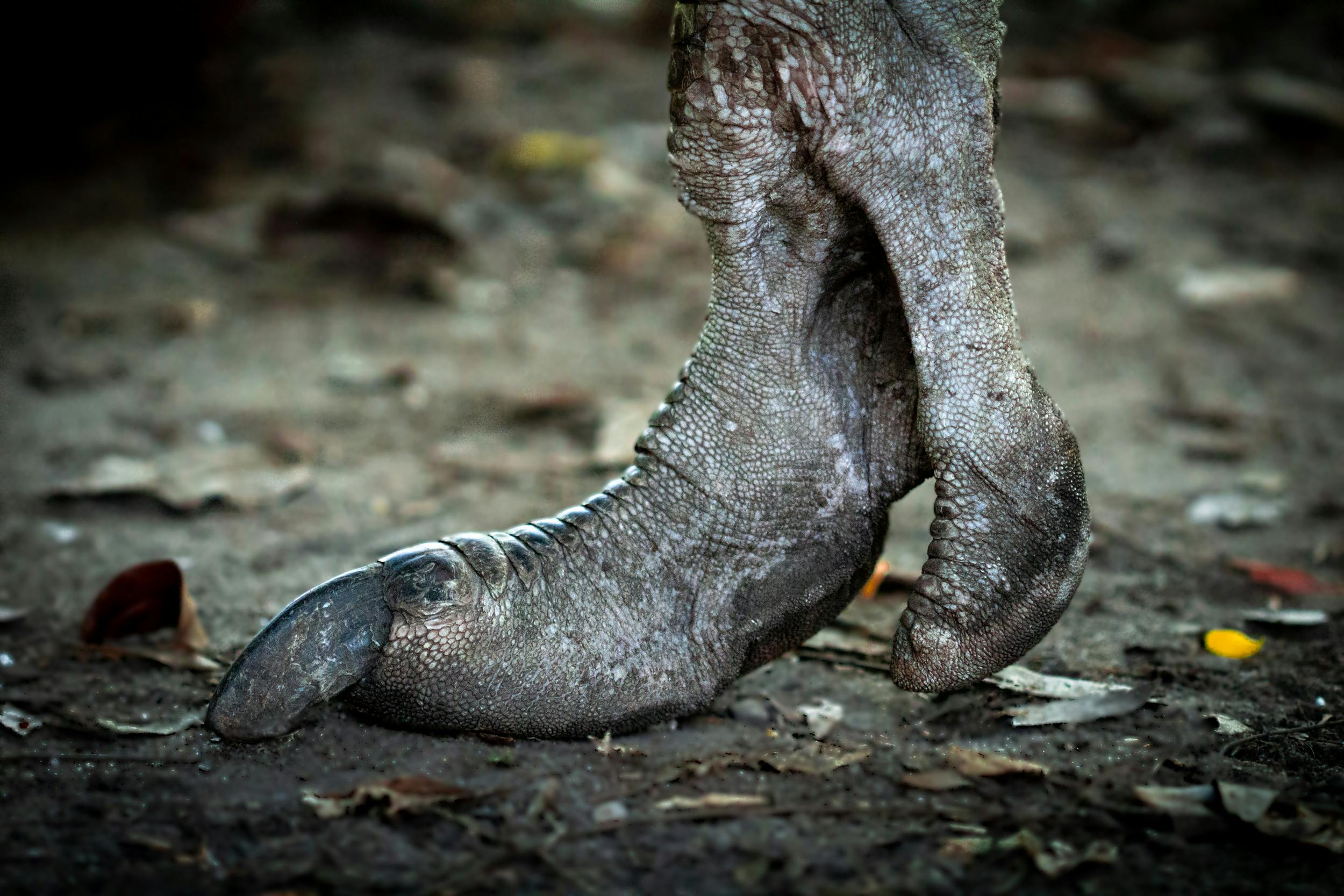 Close-up of a North African Ostrich Foot · Free Stock Photo