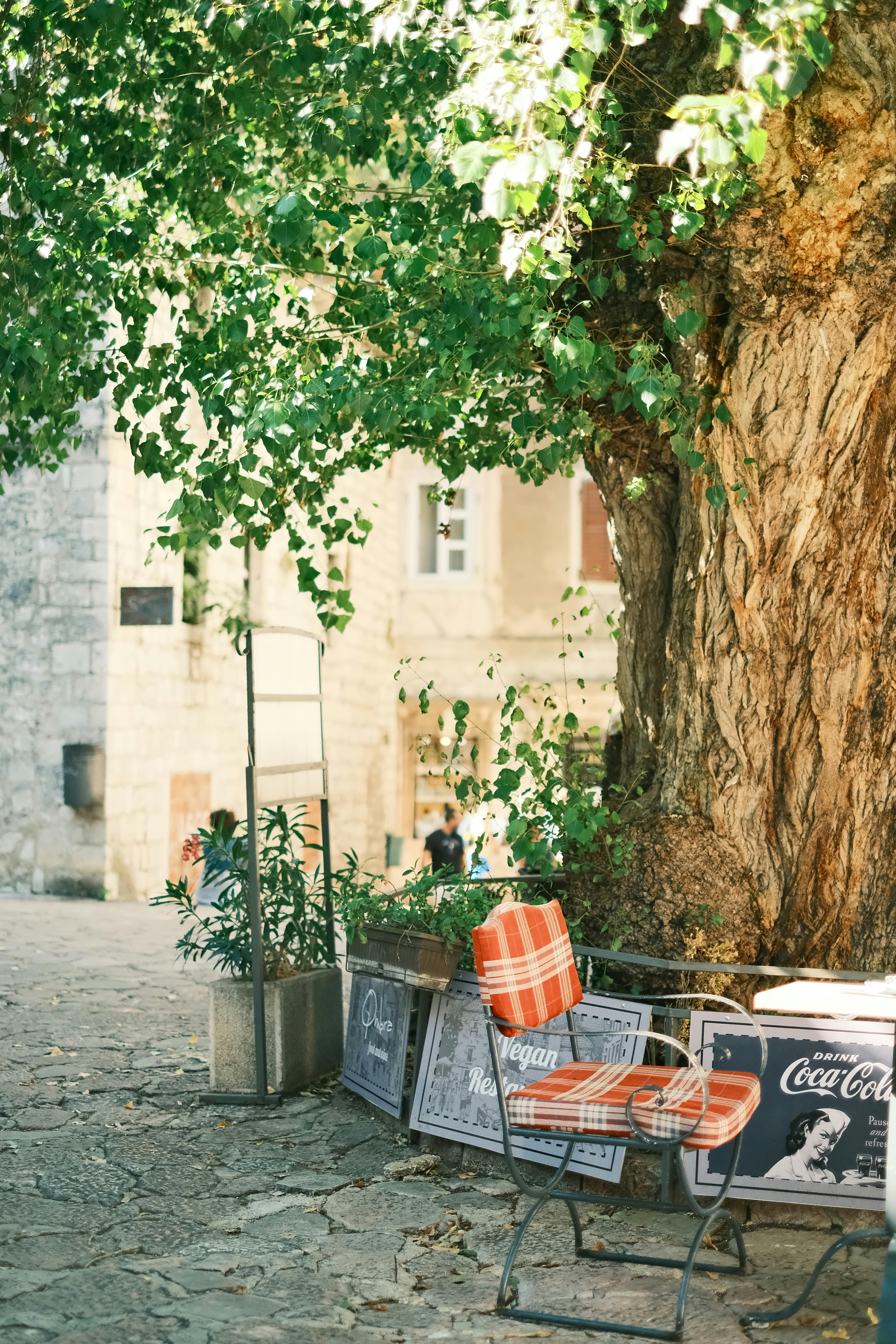 Chair under Tree in City Street · Free Stock Photo