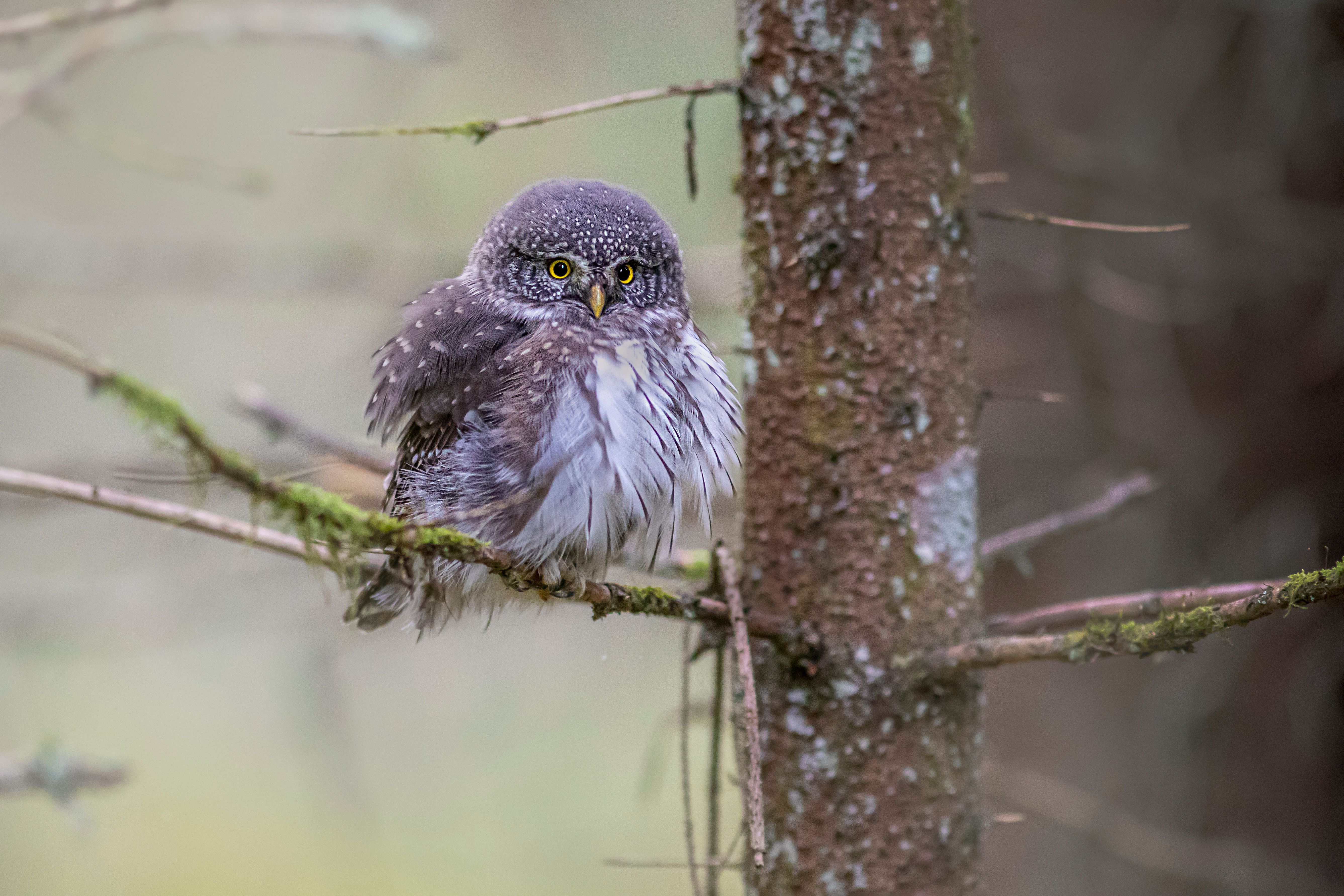 Gray Owl Perched on Tree Branch · Free Stock Photo