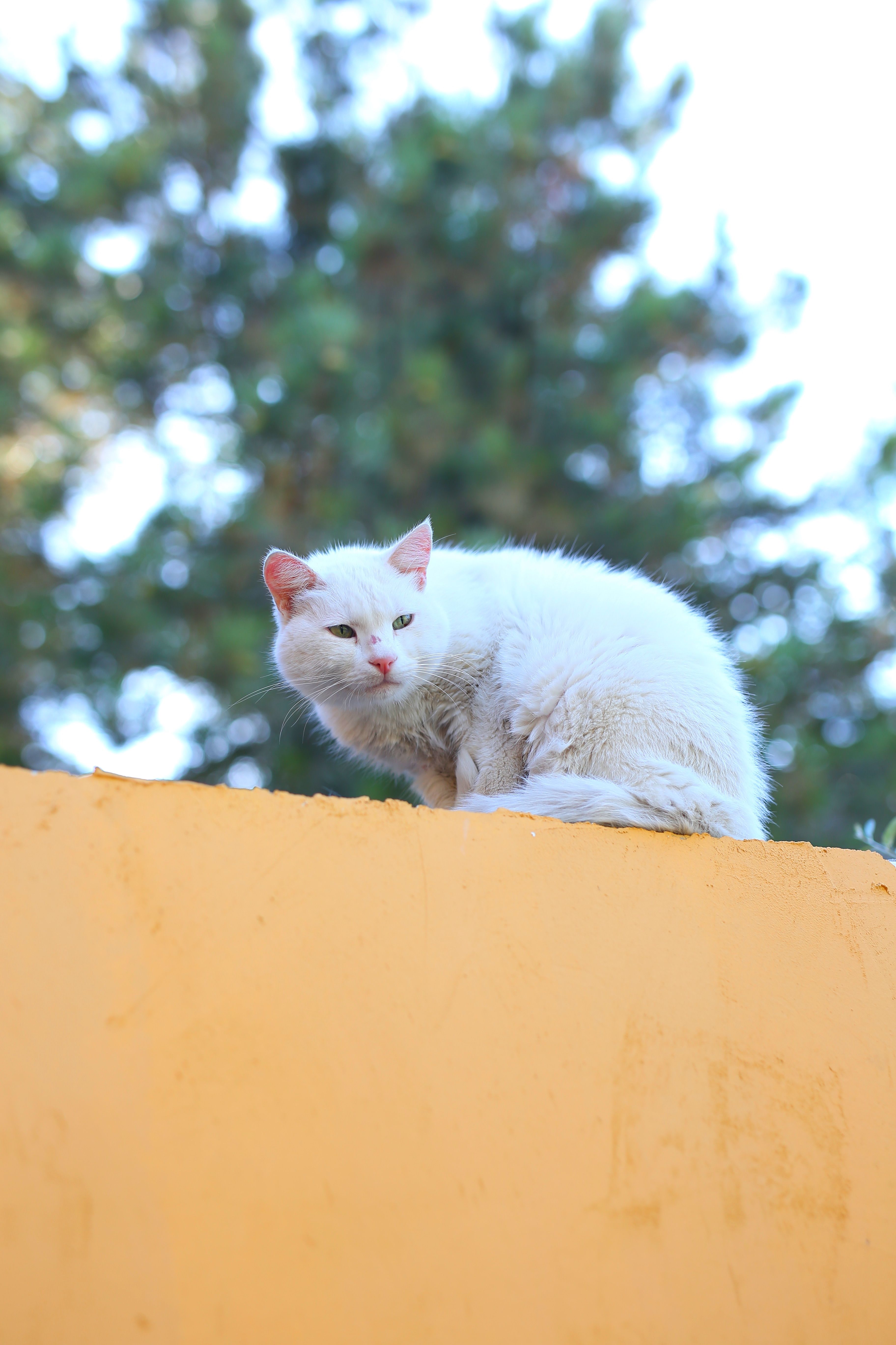 A White Cat on a Concrete Wall · Free Stock Photo