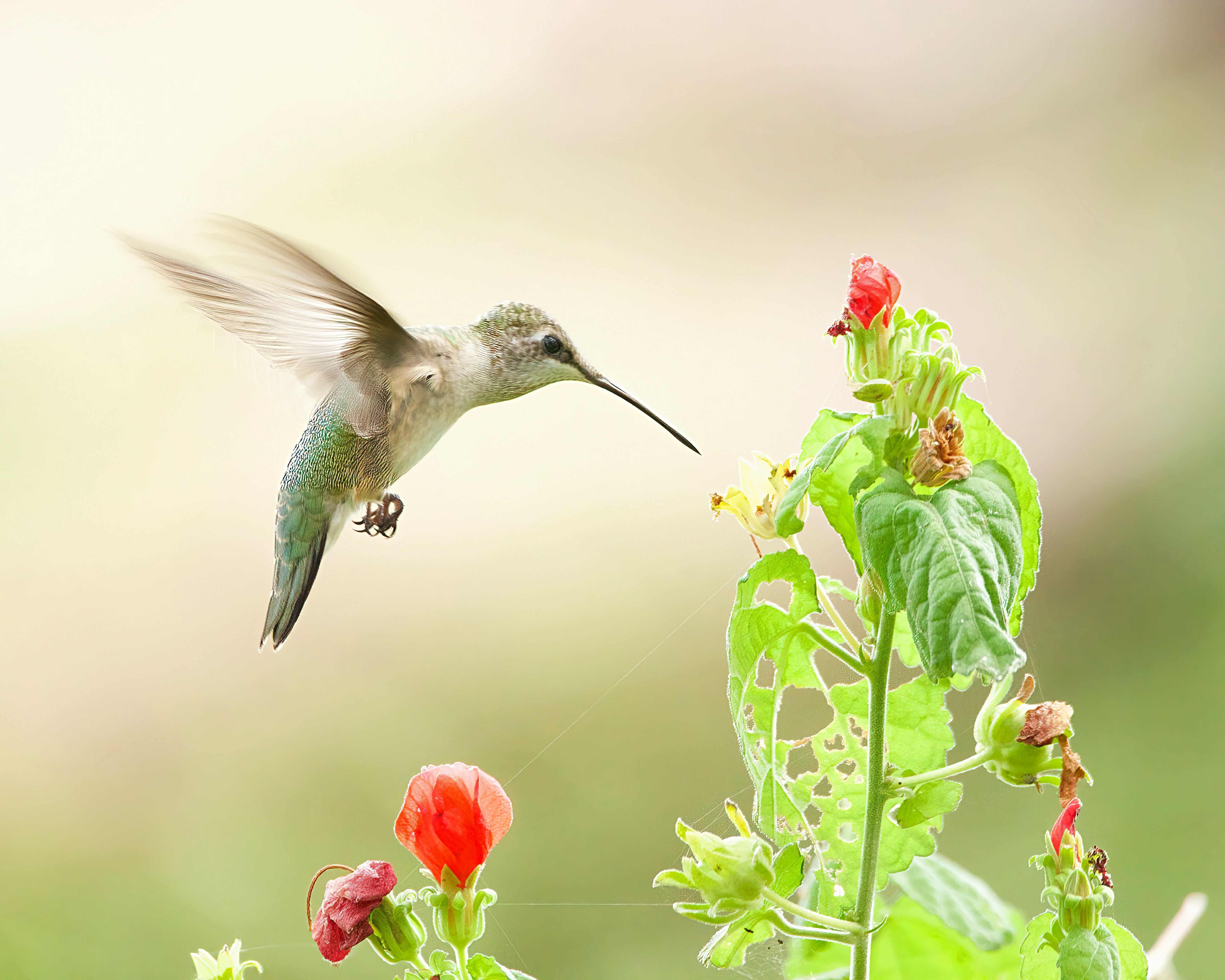 A Flying Hummingbird · Free Stock Photo
