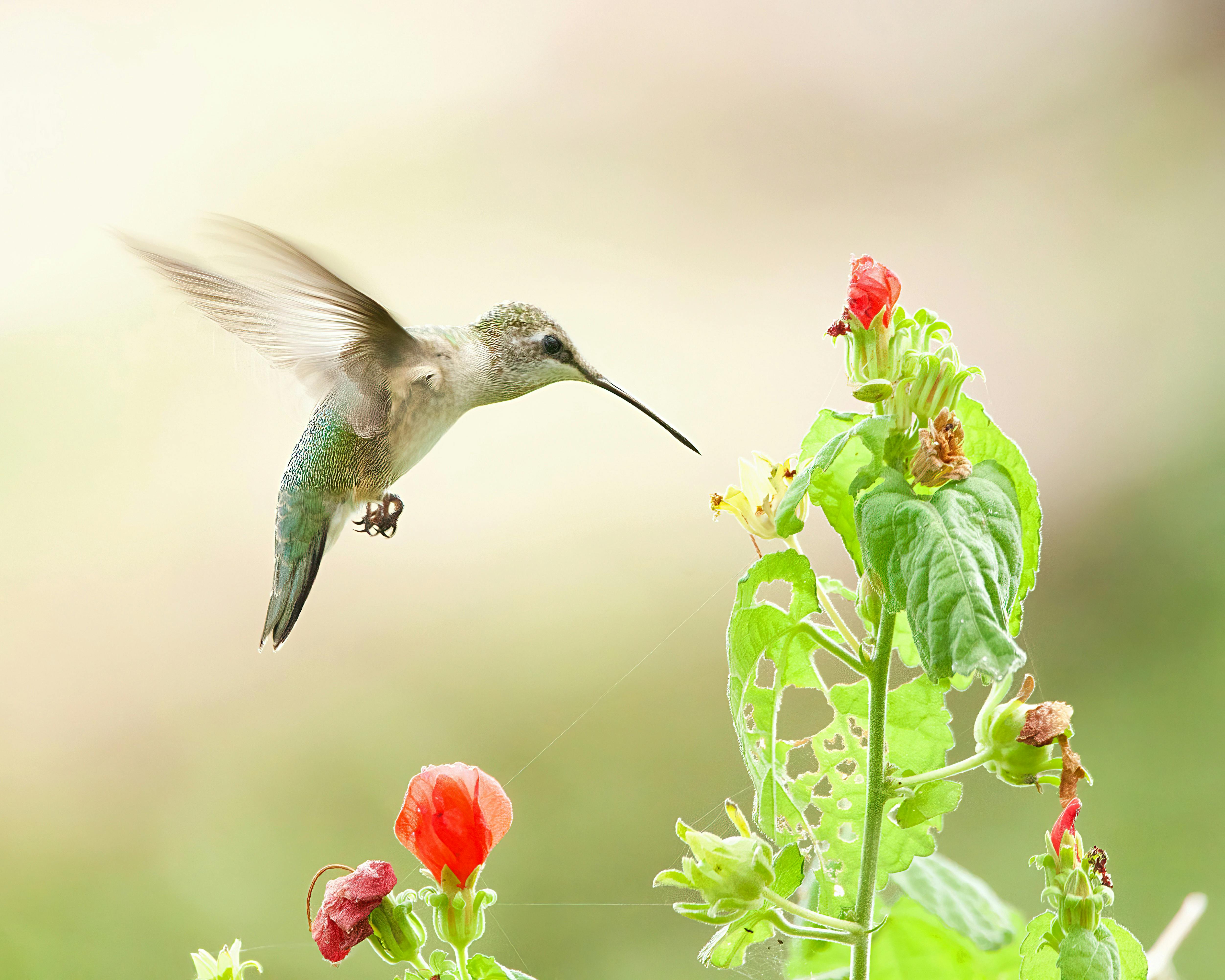 Focus Photography of Flying Hummingbird · Free Stock Photo