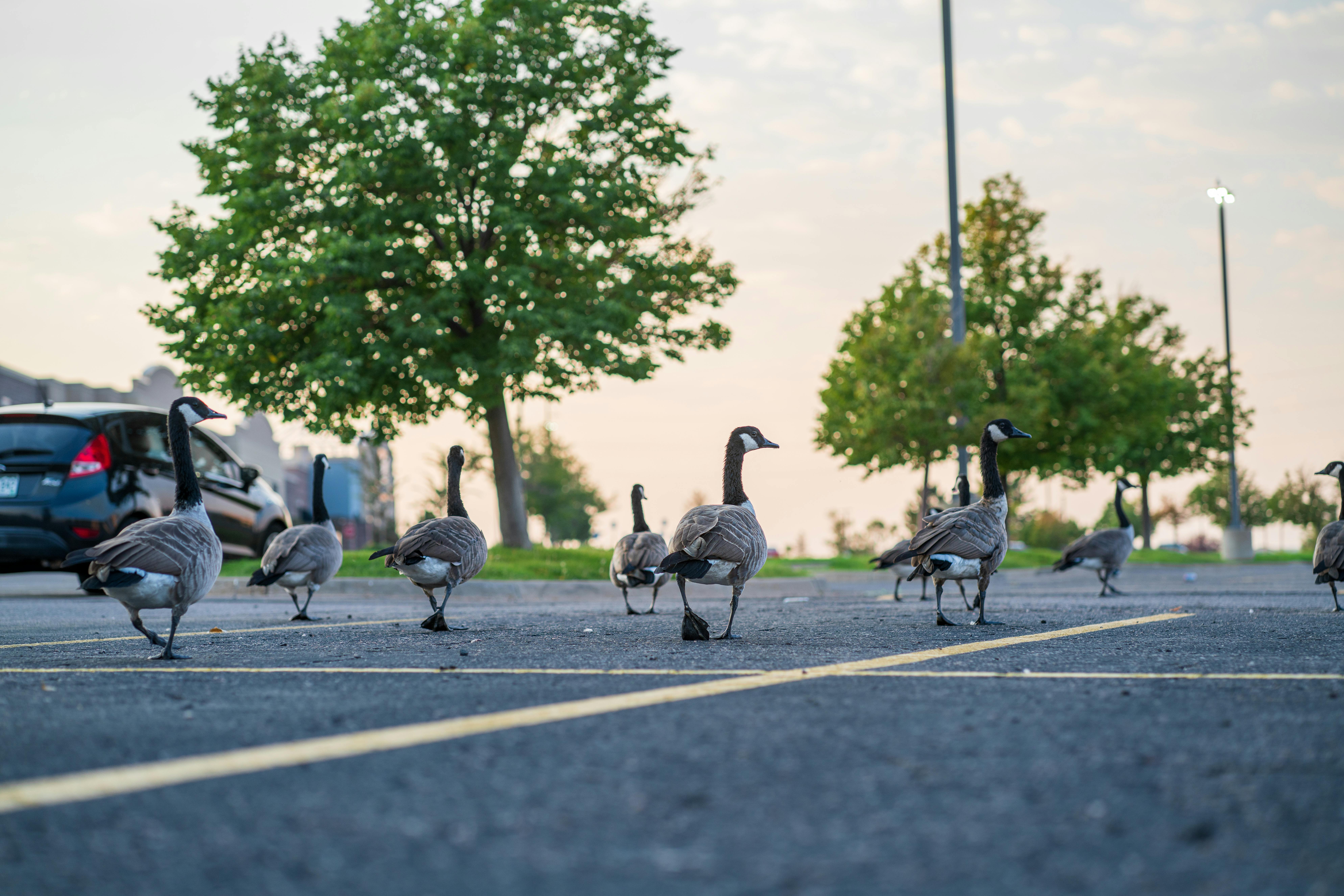 A Gaggle of Geese Walking through a Parking Lot · Free Stock Photo