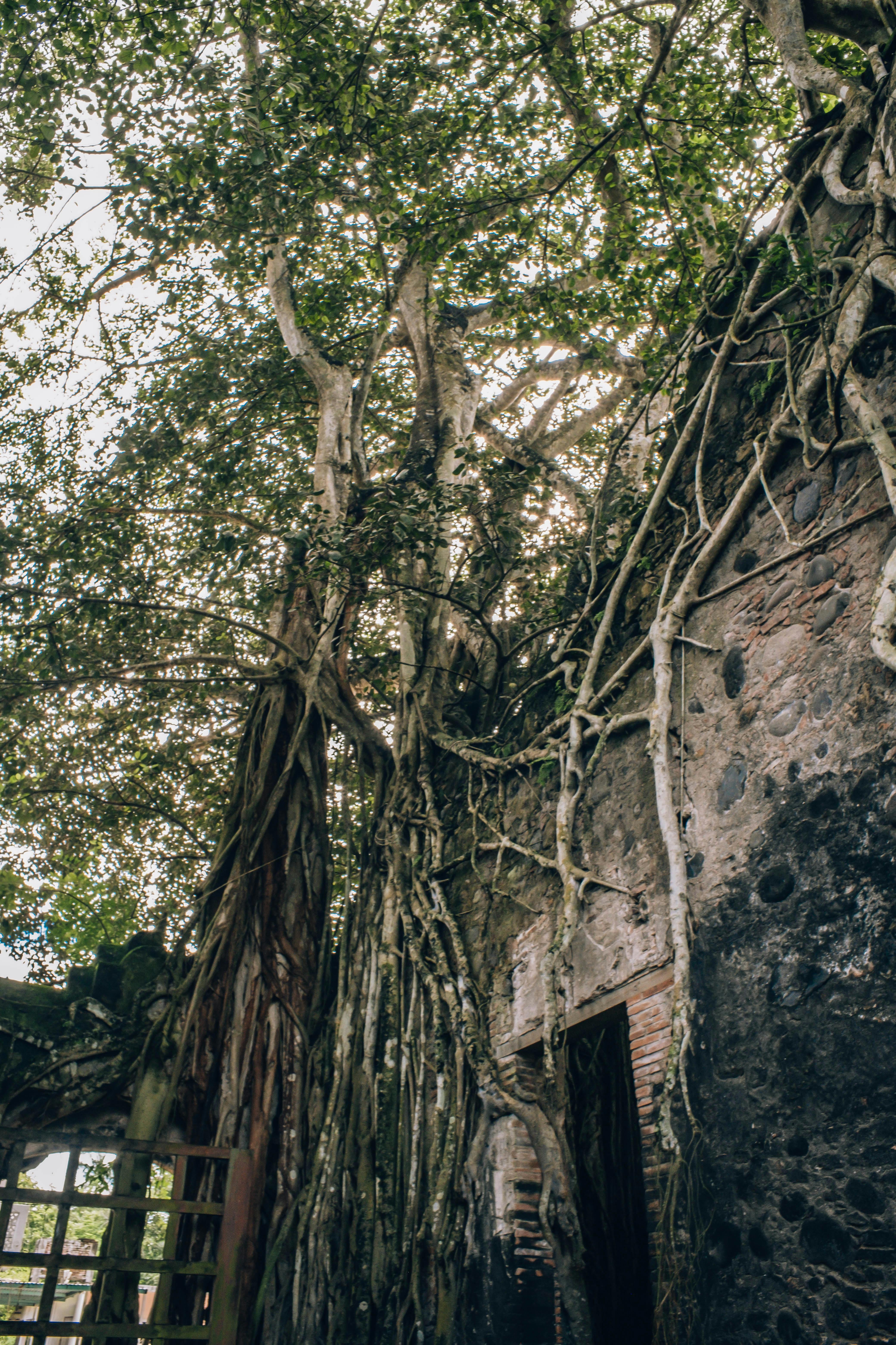 Low Angle Shot of Tall Trees with Big Roots Growing on the Wall · Free ...