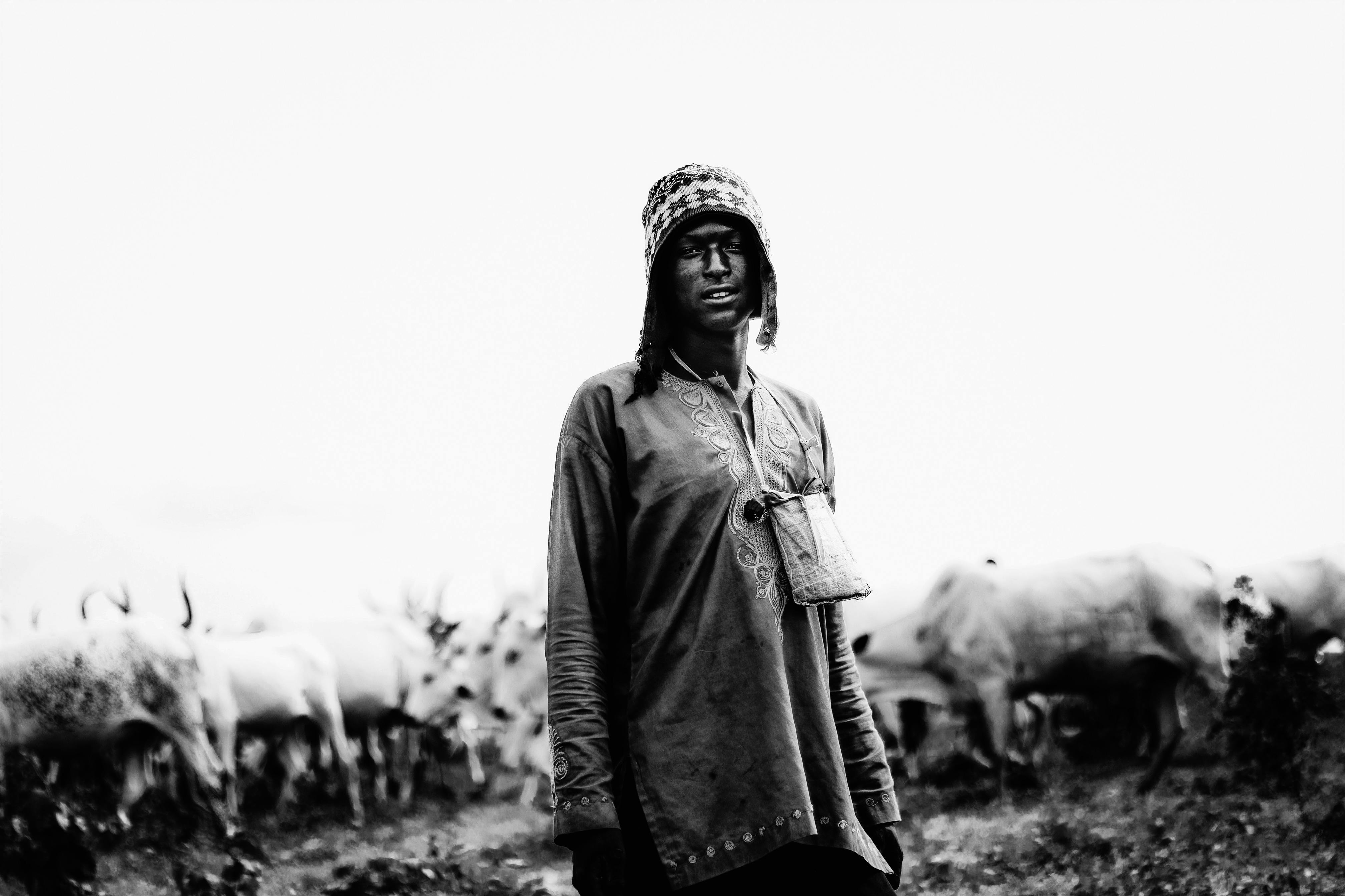 African Cows Photos, Download The BEST Free African Cows Stock Photos ...