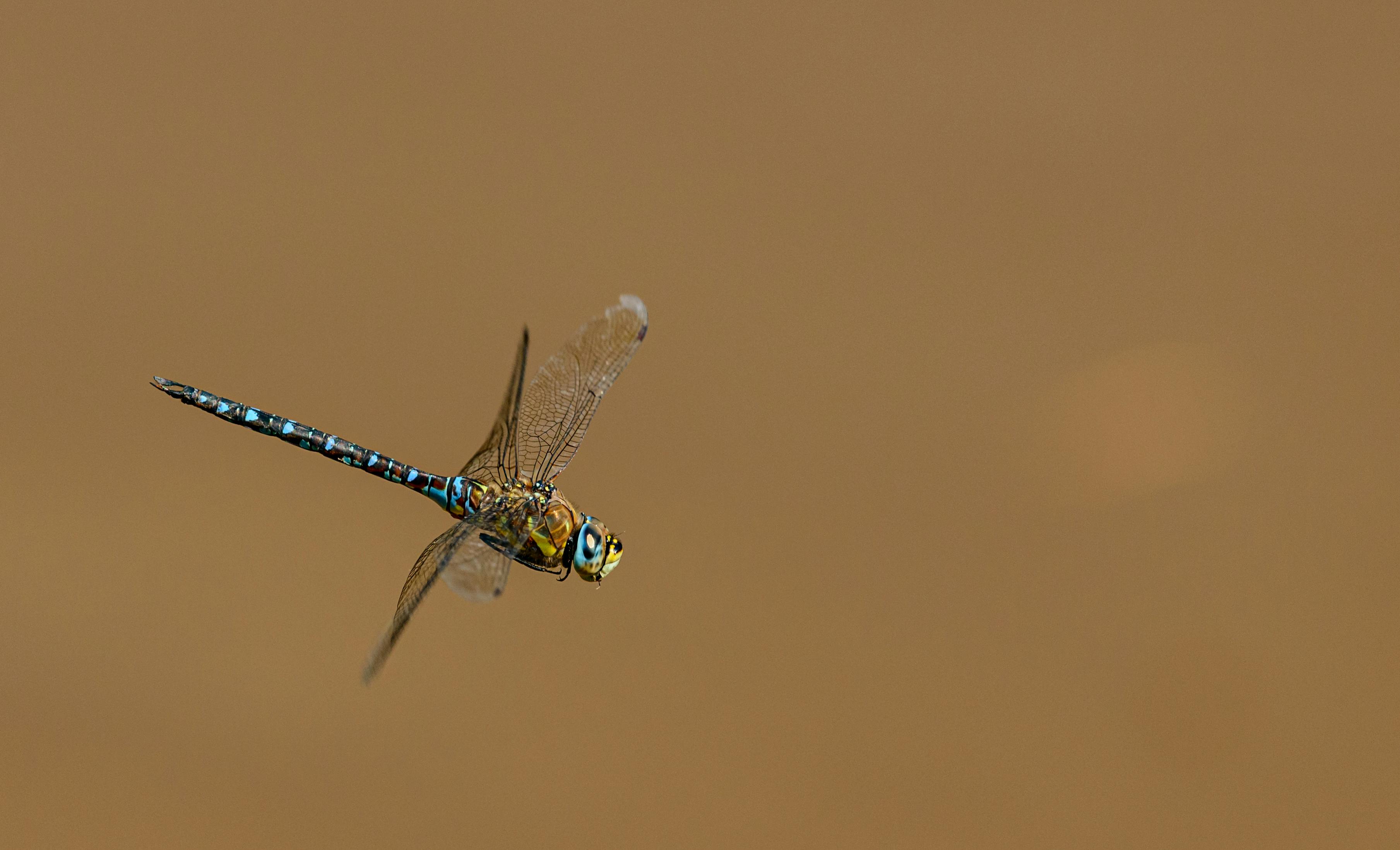 Dragonfly Background Photos, Download The BEST Free Dragonfly ...