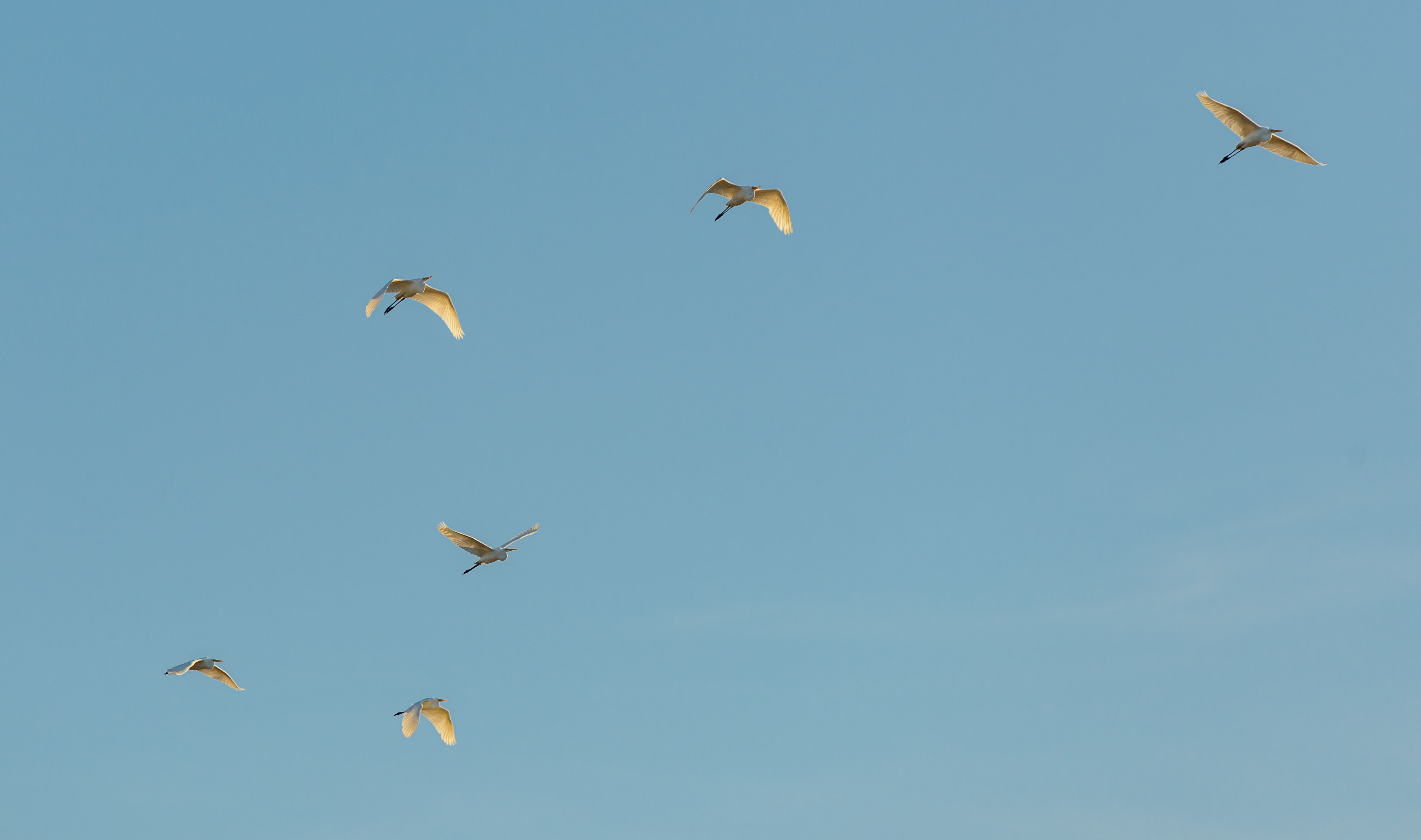 A Birds Flying Under the Blue Sky · Free Stock Photo