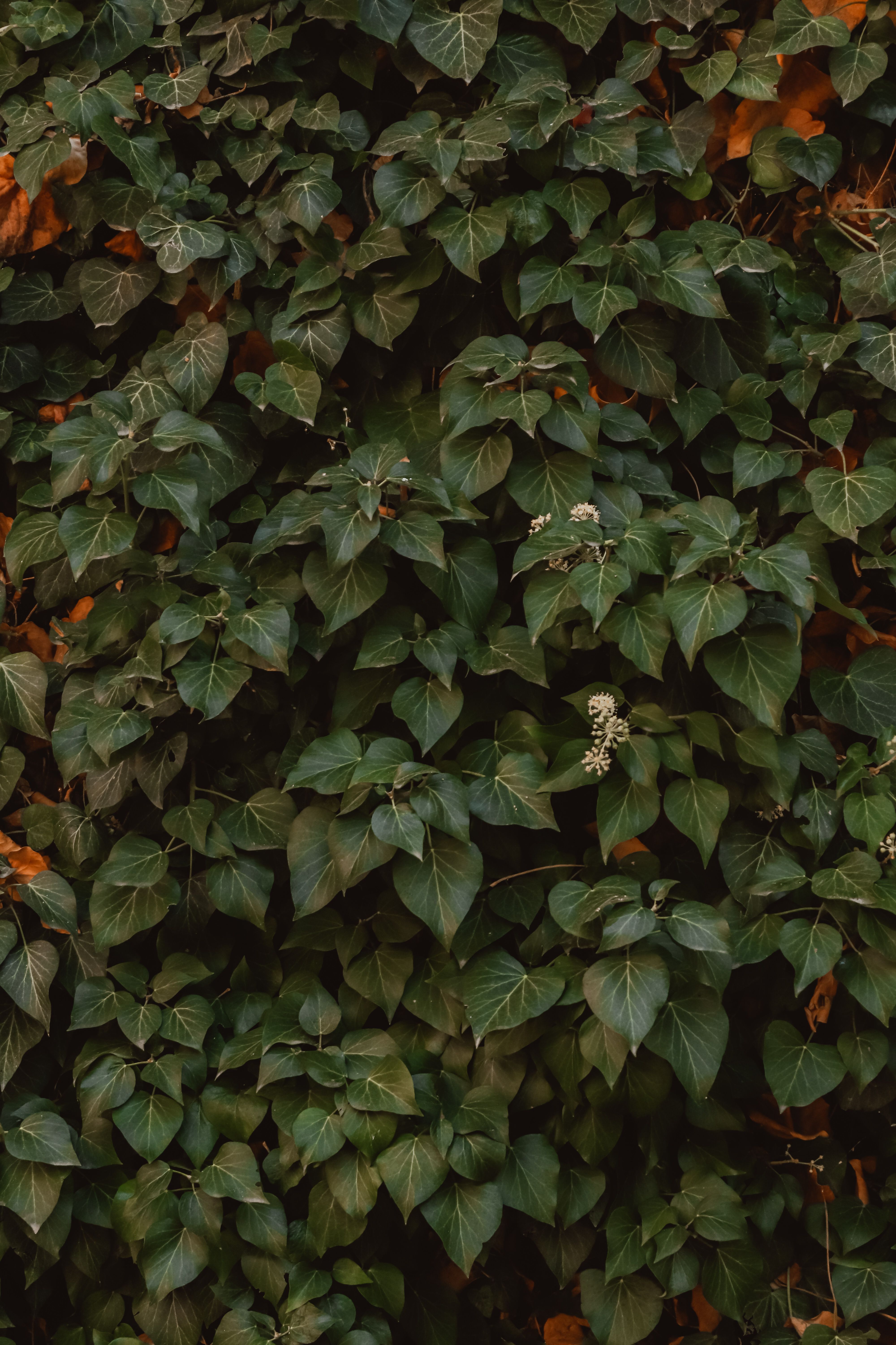 Plant Outline Photos, Download The BEST Free Plant Outline Stock Photos ...