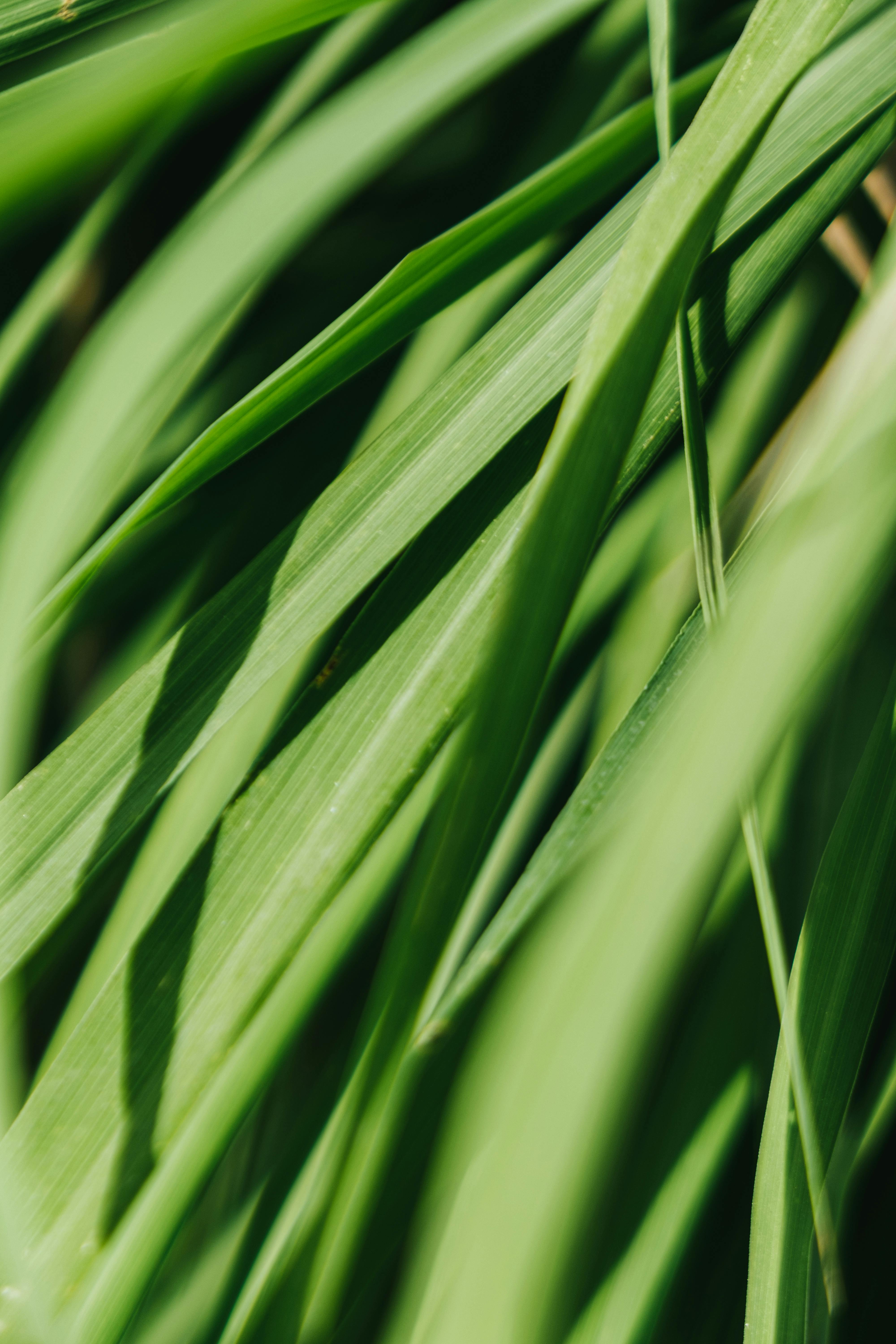 Green Grass in Close-Up Photography · Free Stock Photo