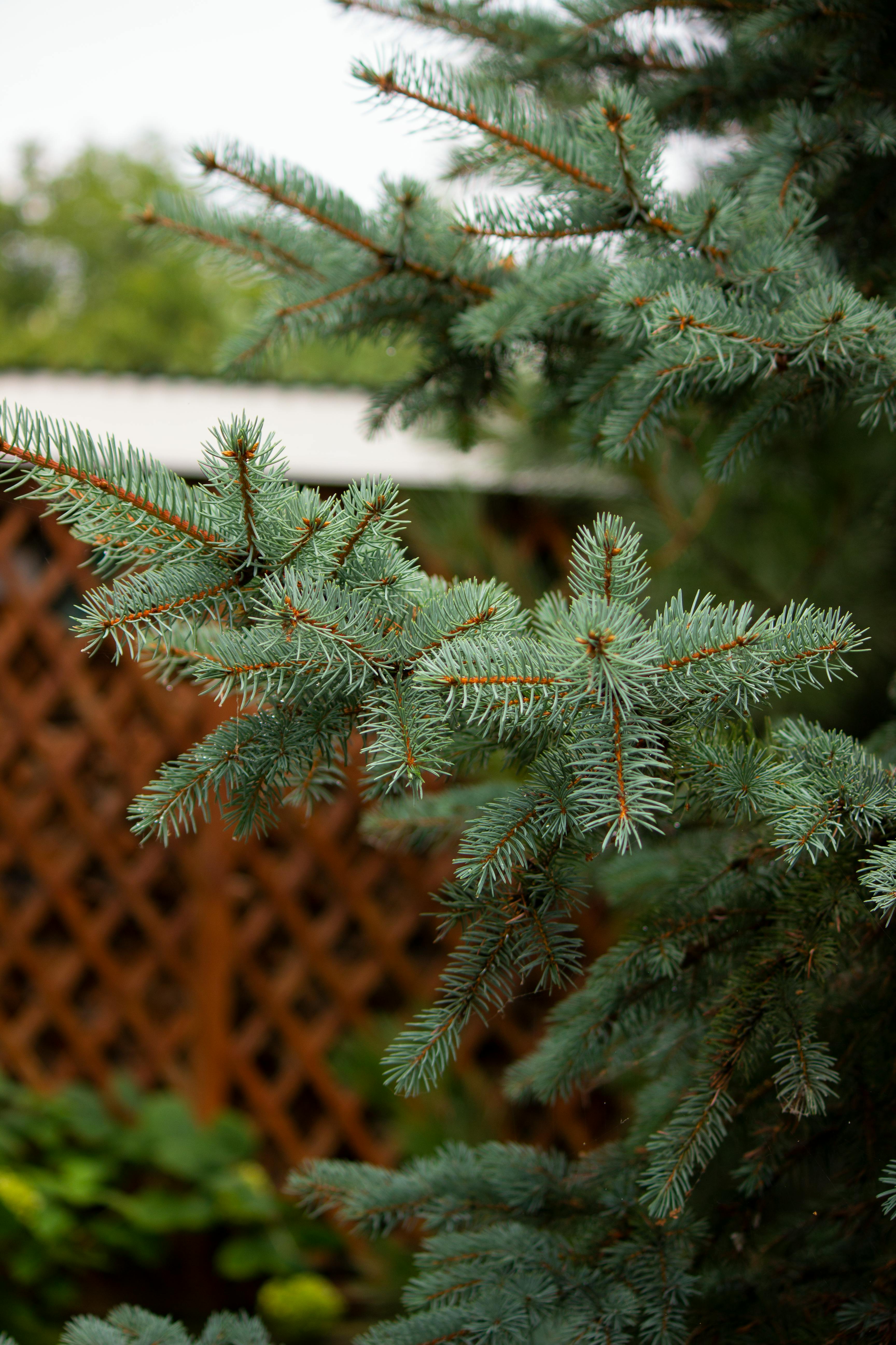 Close-up of Spruce Branches in the Garden · Free Stock Photo