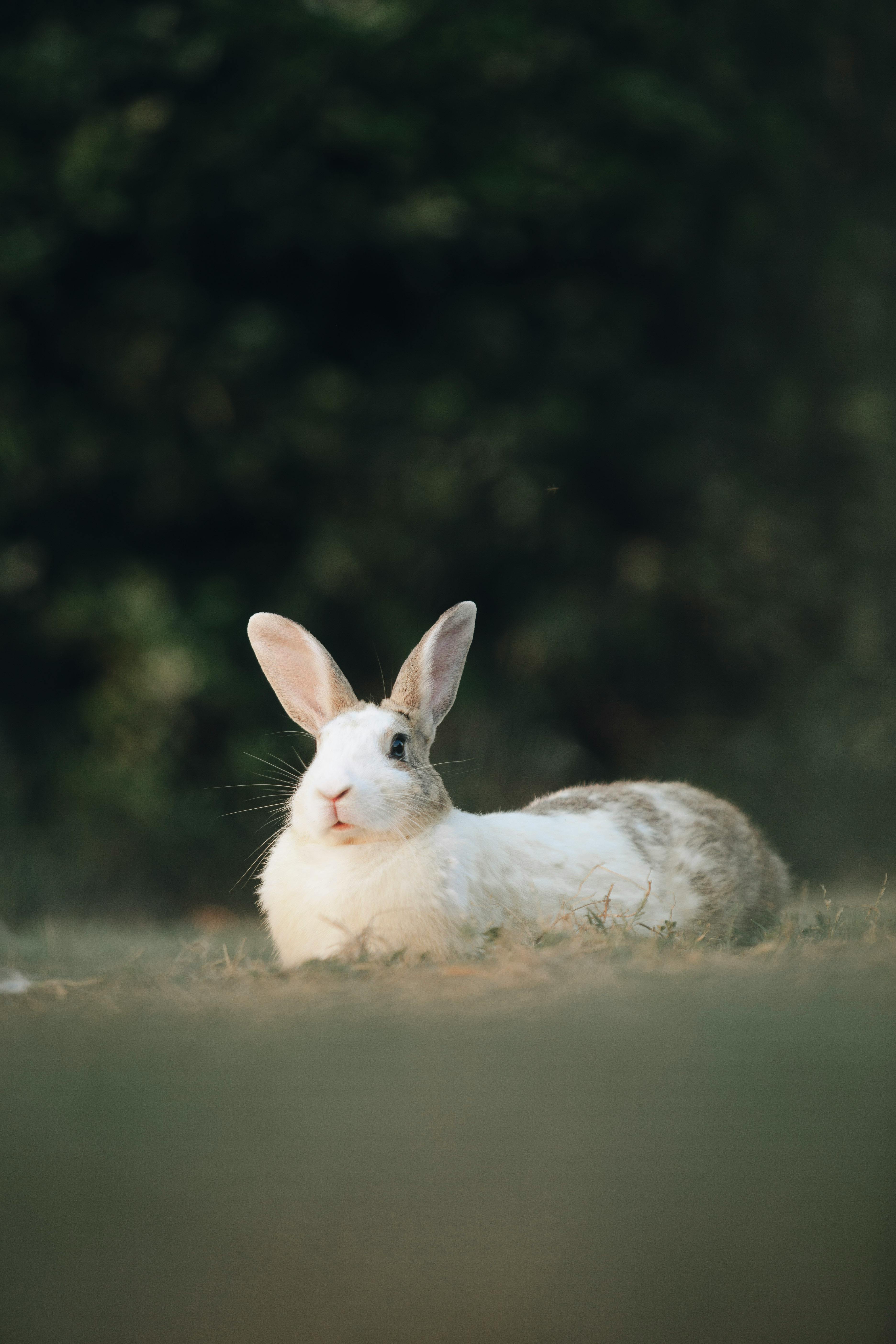 White Rabbit Lying on Ground · Free Stock Photo