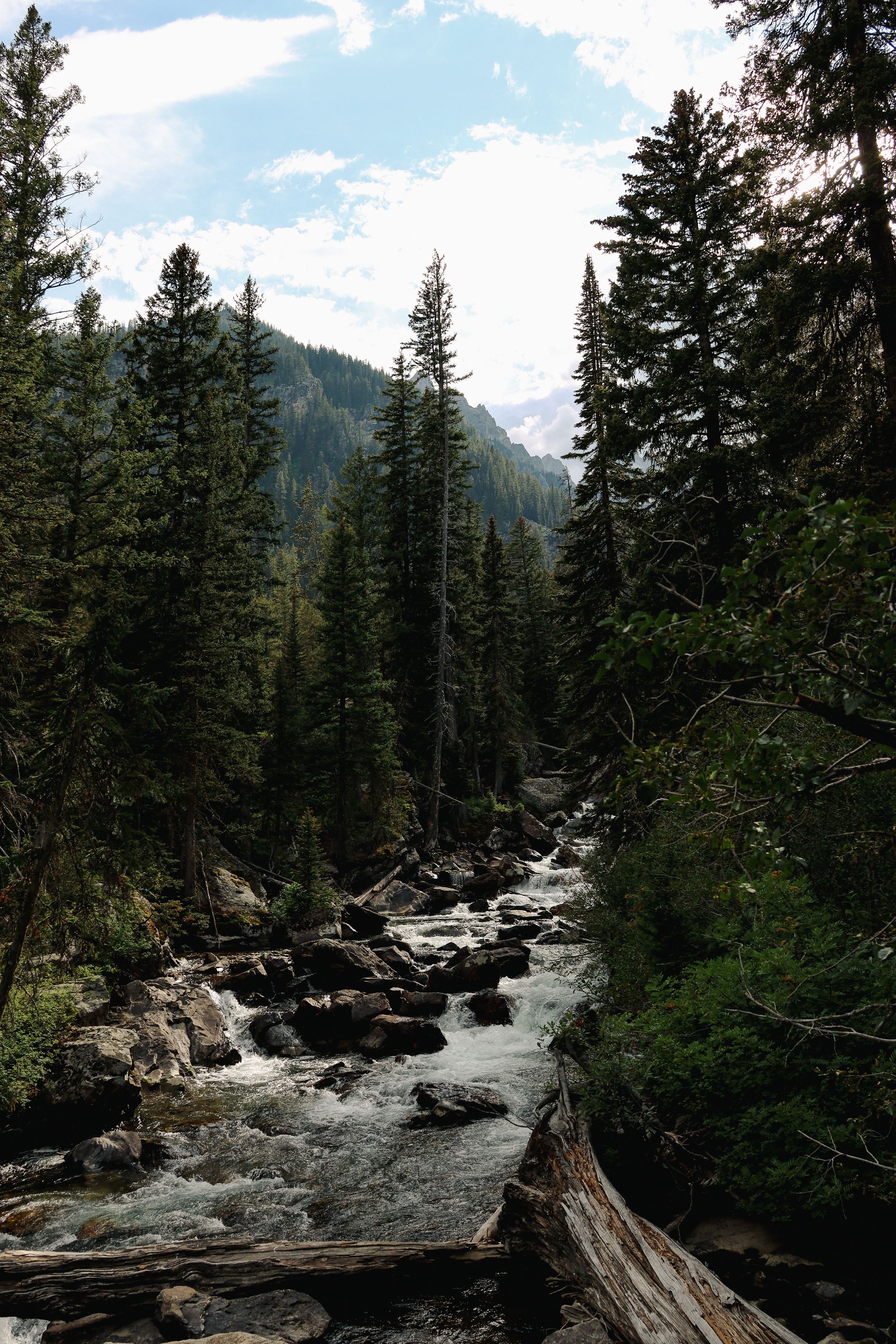 A River in the Forest · Free Stock Photo