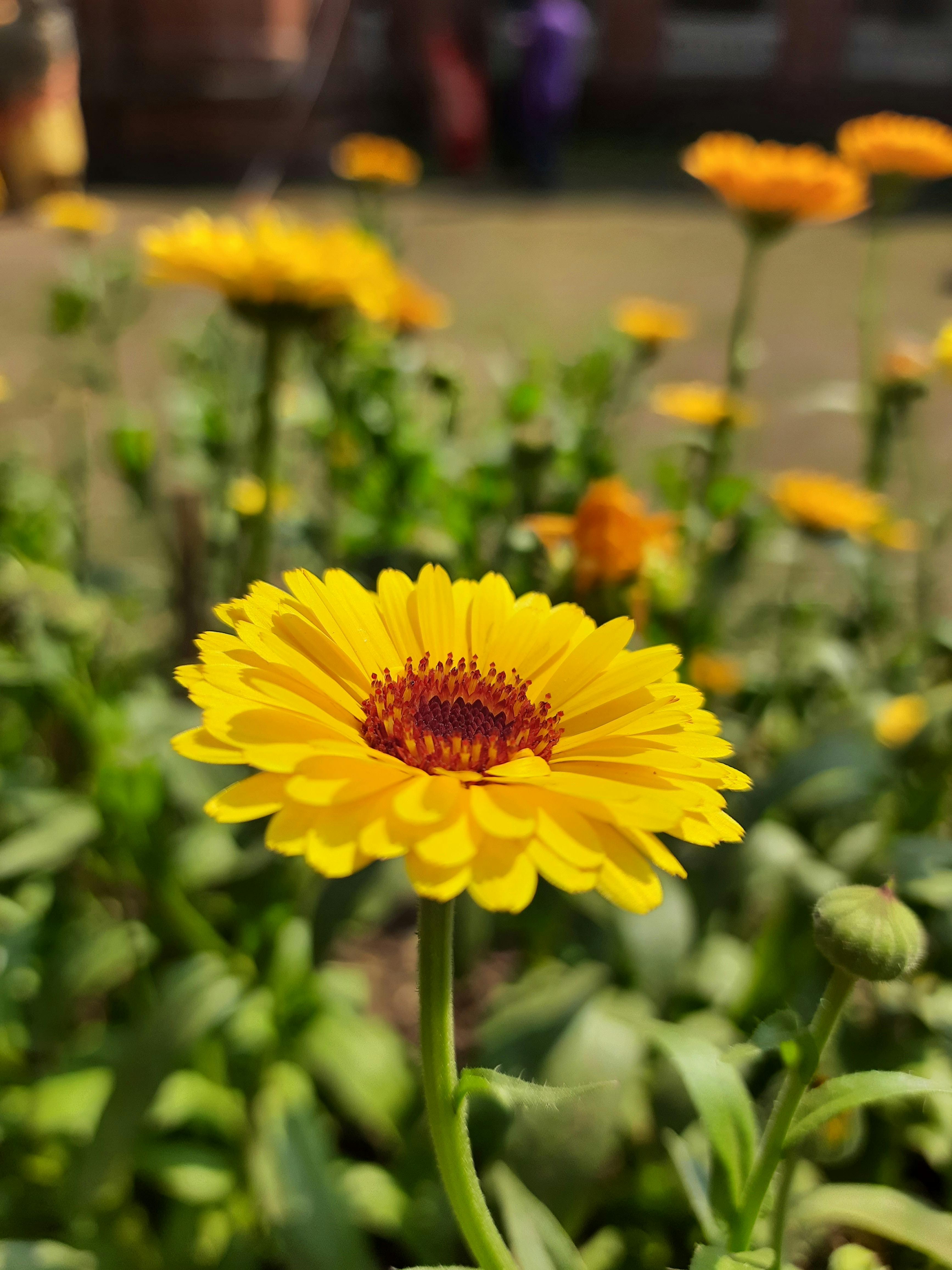 Close Up of Flower · Free Stock Photo