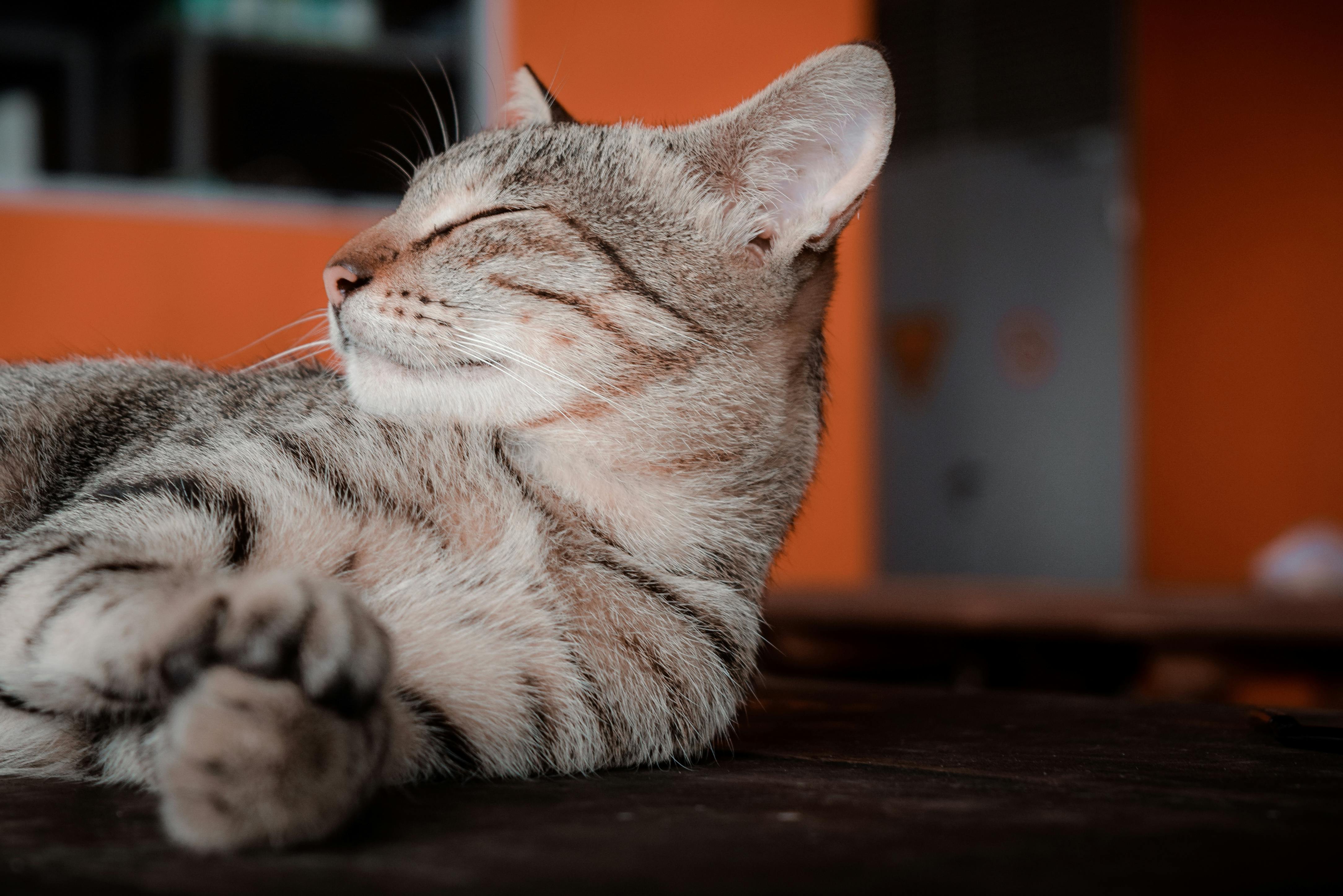 Photo of a Cat · Free Stock Photo