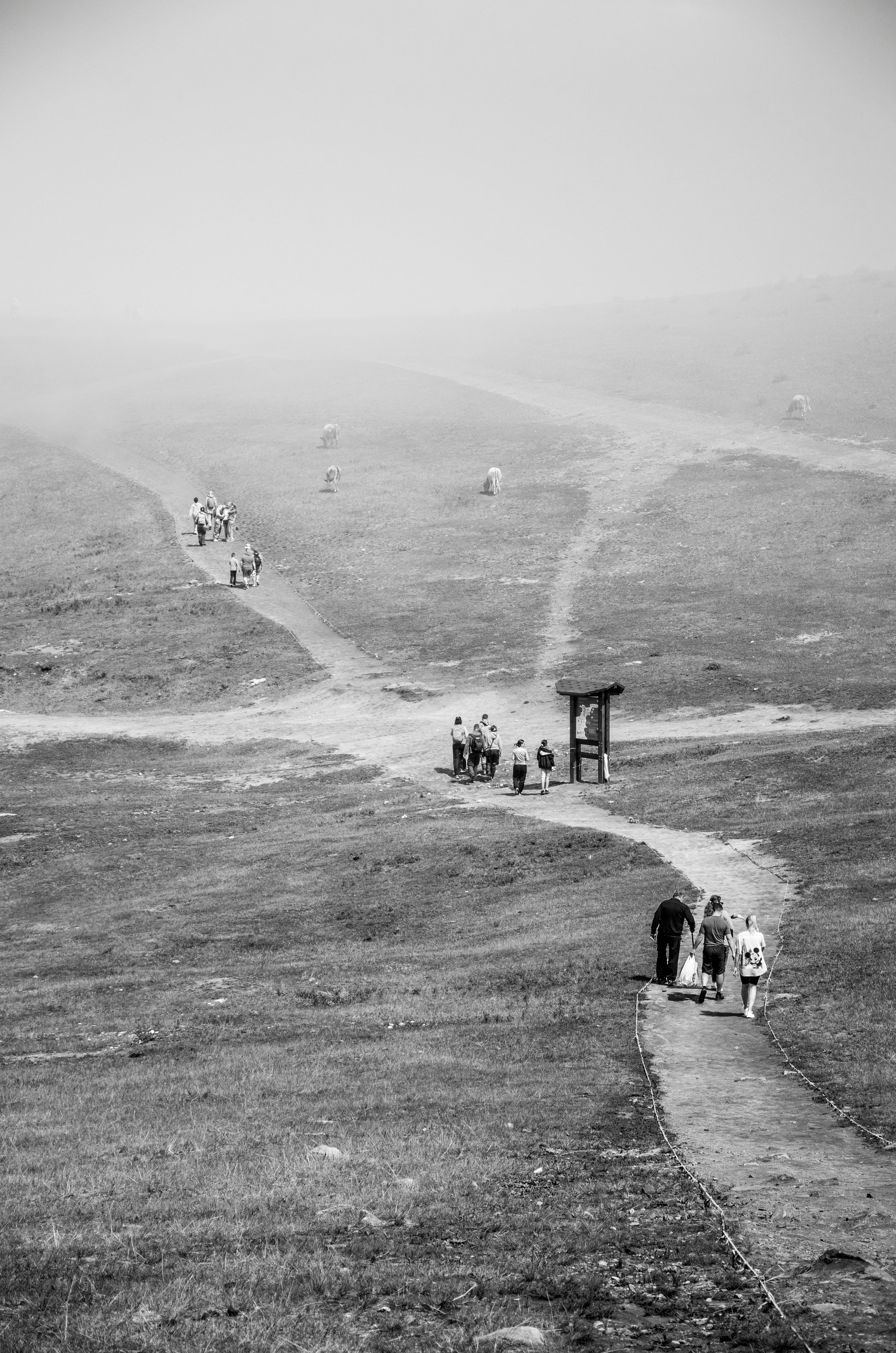 Person Walking on Footpath Beside Grass Field · Free Stock Photo
